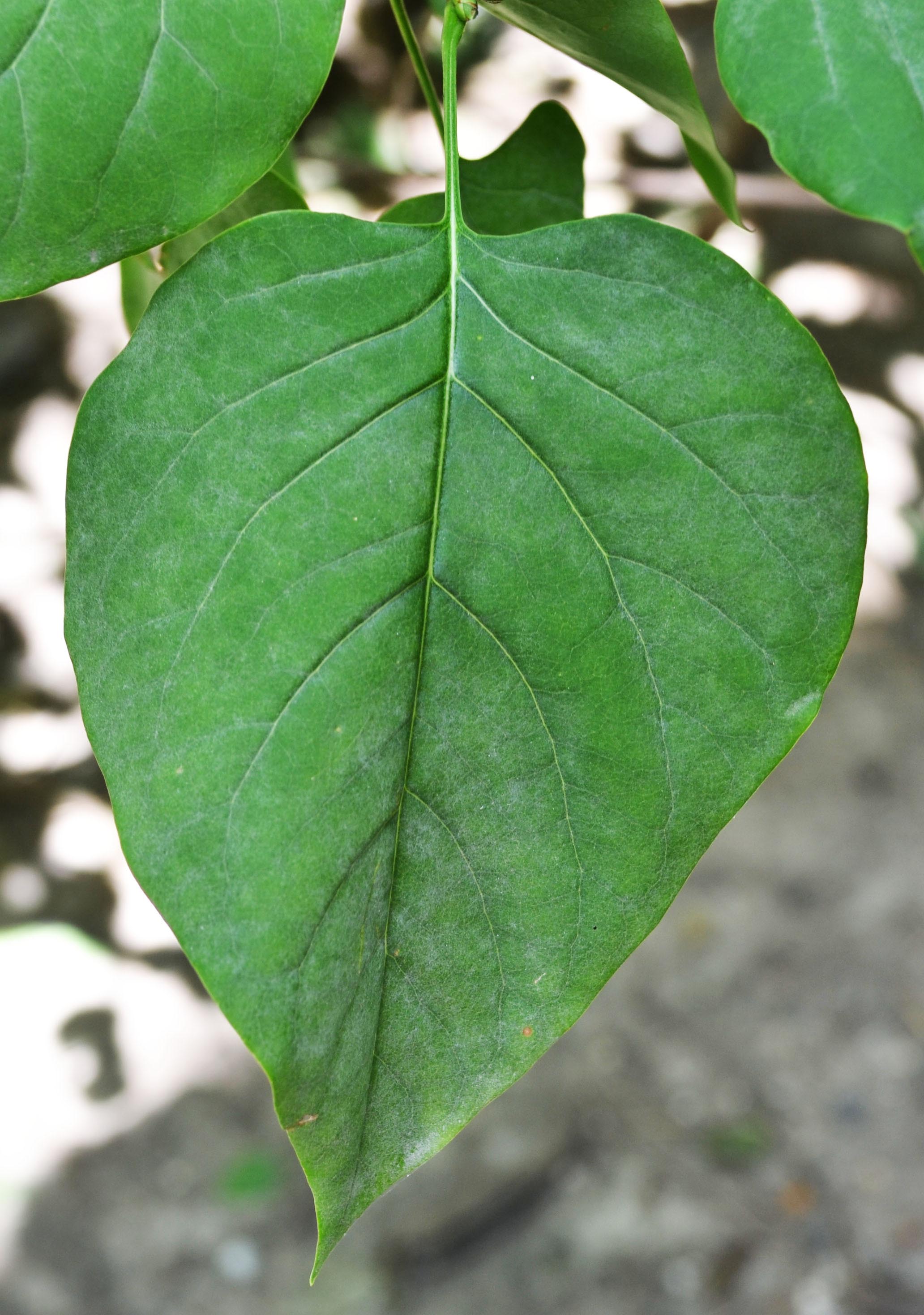 Syringa vulgaris ‘Congo’ – Purdue Arboretum Explorer