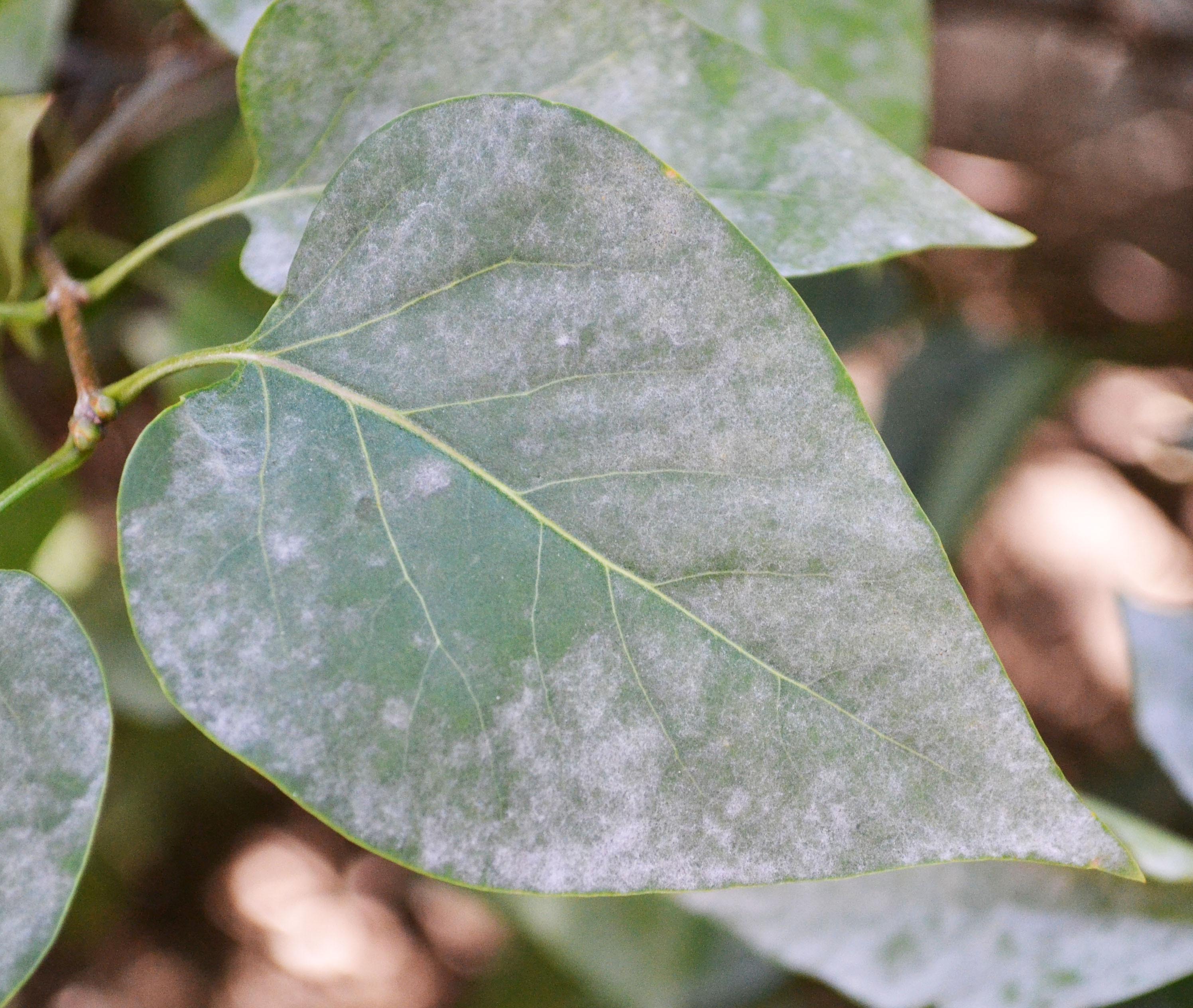 Syringa vulgaris ‘Congo’ – Purdue Arboretum Explorer