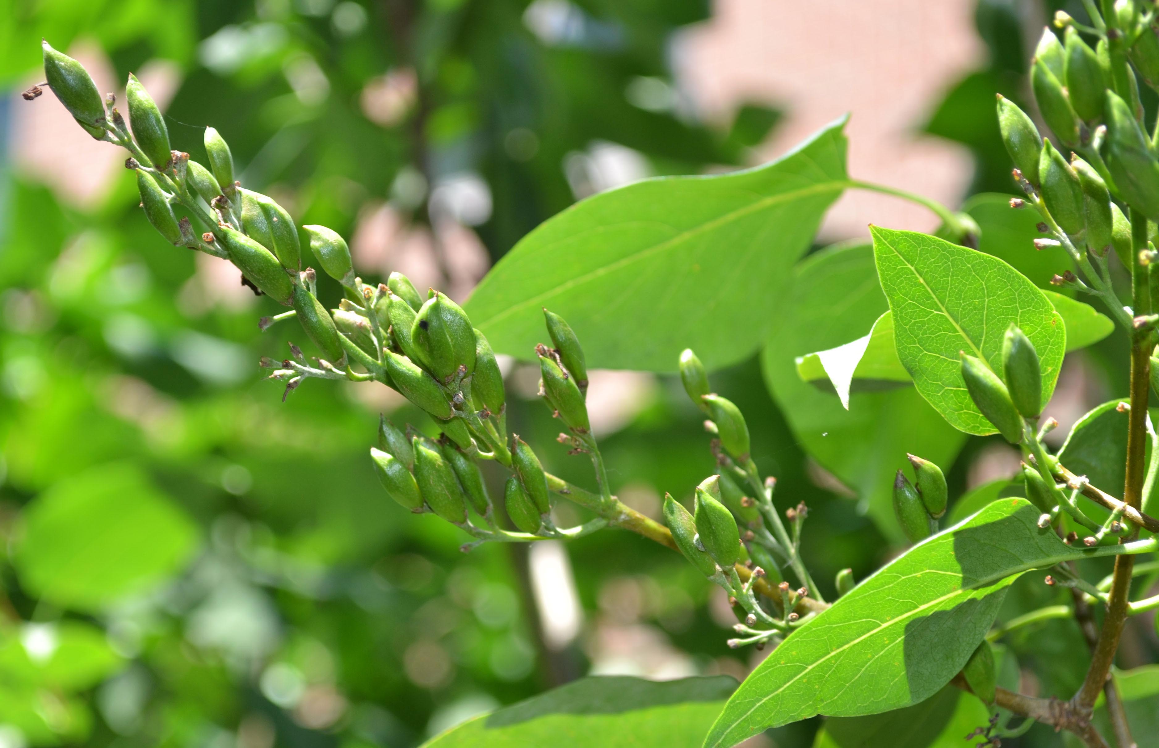 Syringa vulgaris ‘Congo’ – Purdue Arboretum Explorer