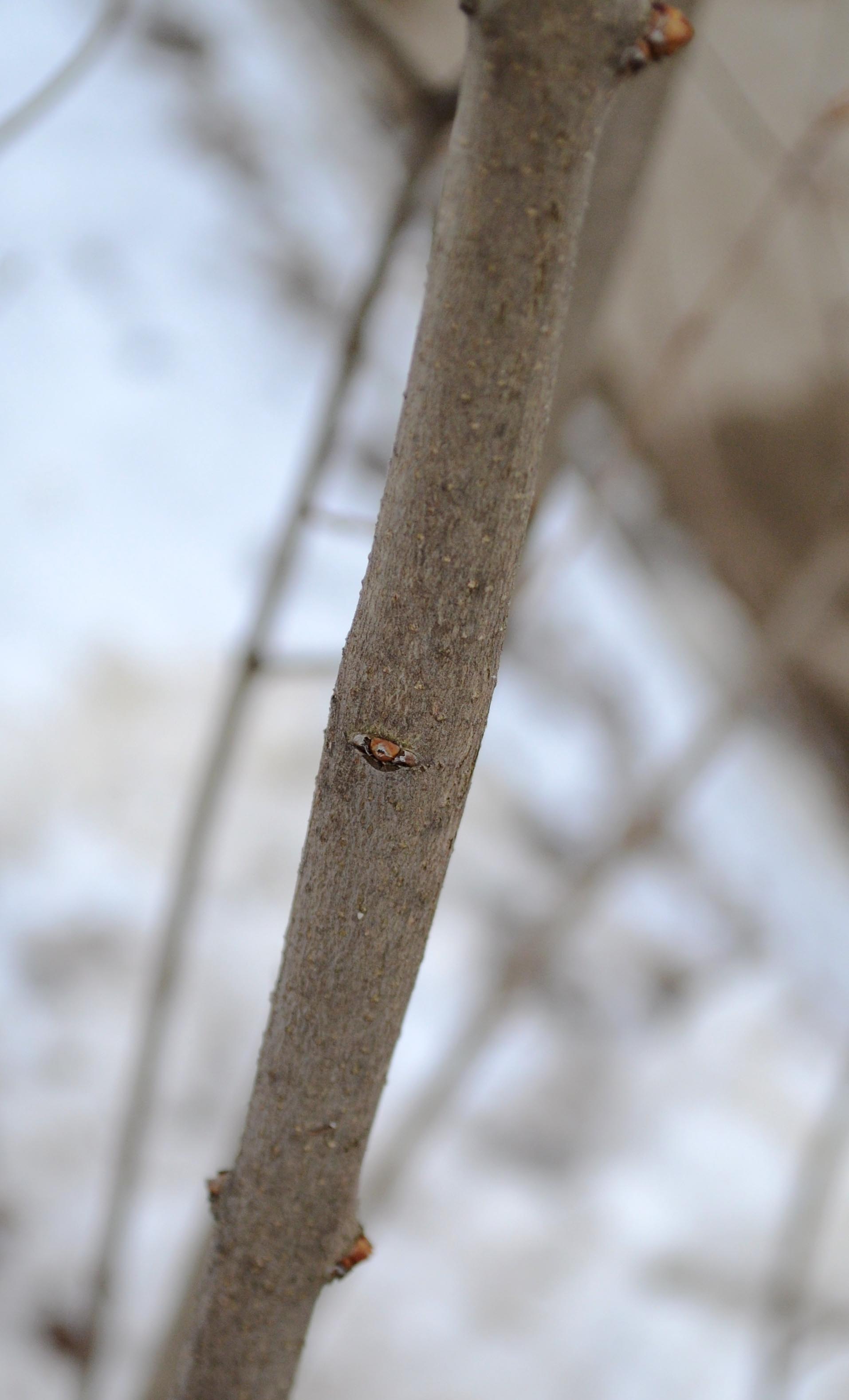 Syringa vulgaris ‘Congo’ – Purdue Arboretum Explorer