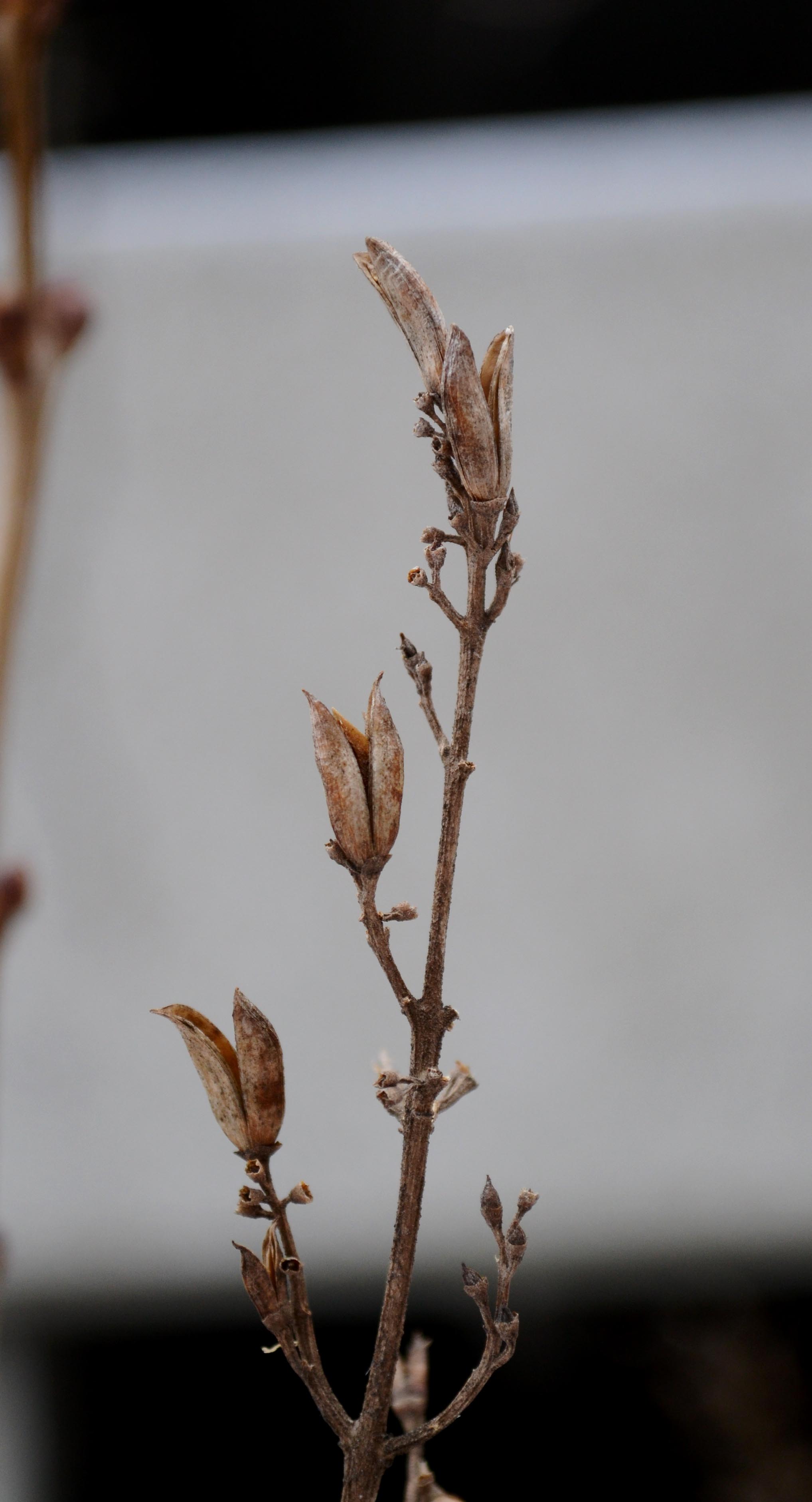 Syringa vulgaris ‘Congo’ – Purdue Arboretum Explorer