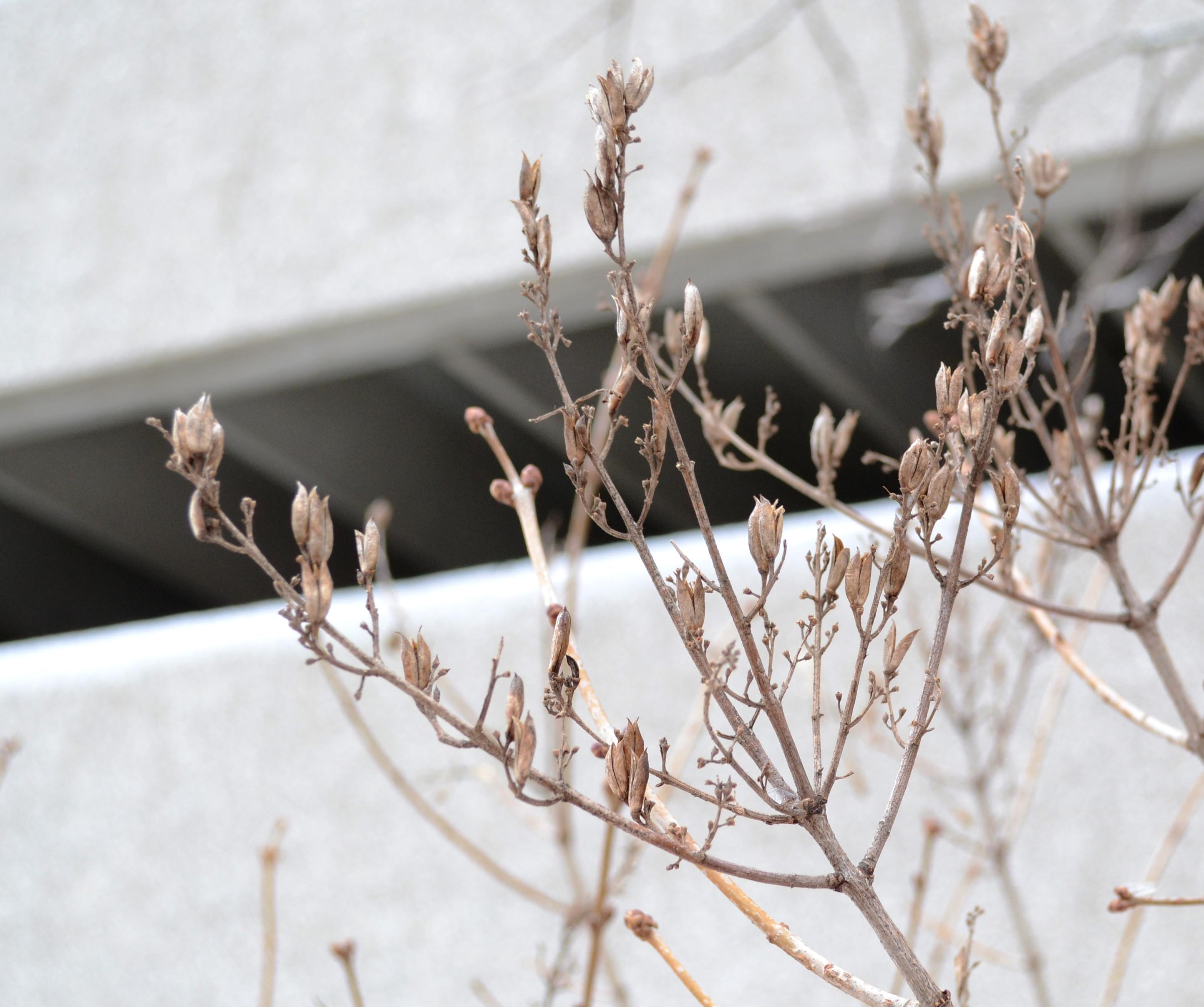 Syringa vulgaris ‘Congo’ – Purdue Arboretum Explorer