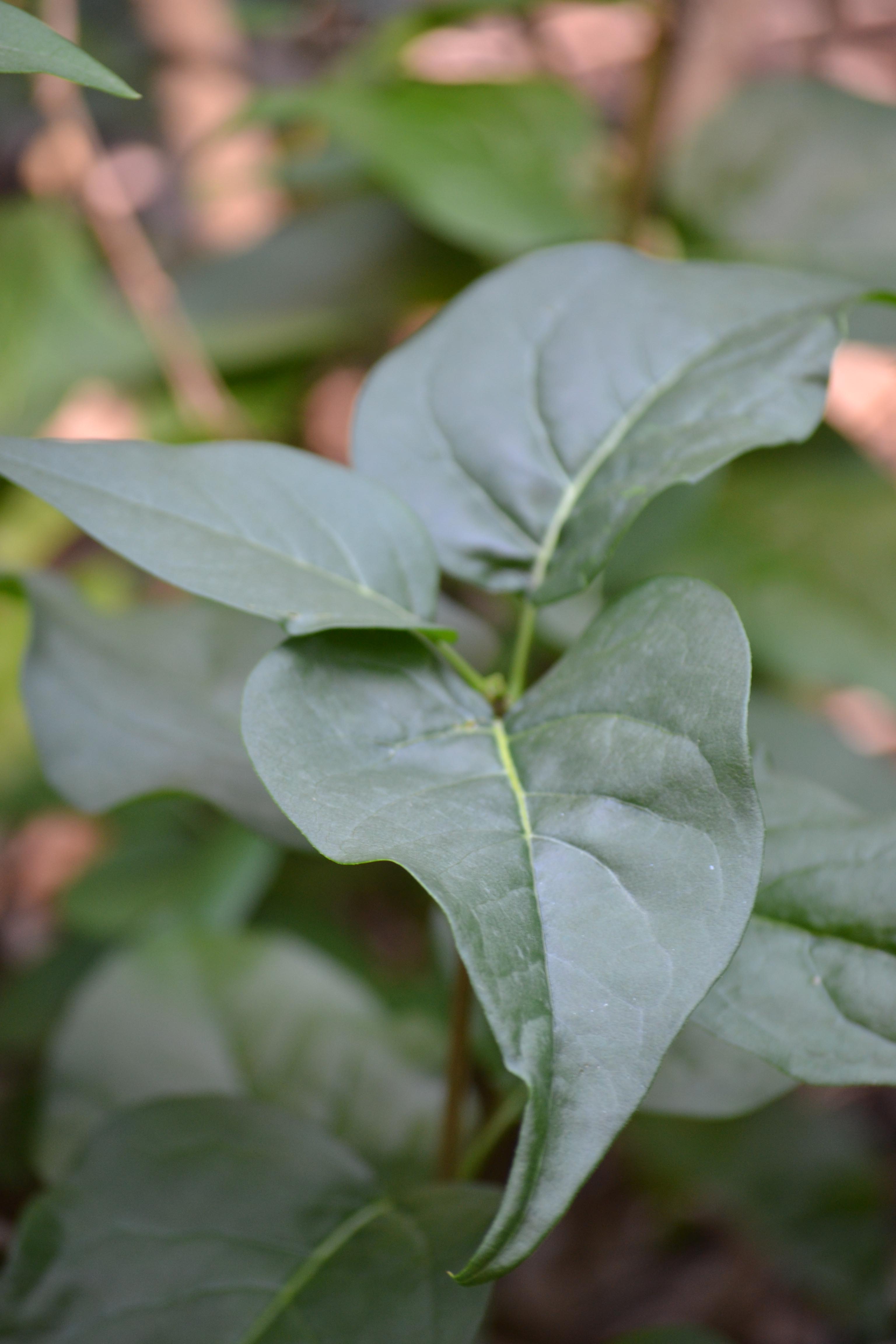 Syringa vulgaris ‘Marie Legraye’ – Purdue Arboretum Explorer