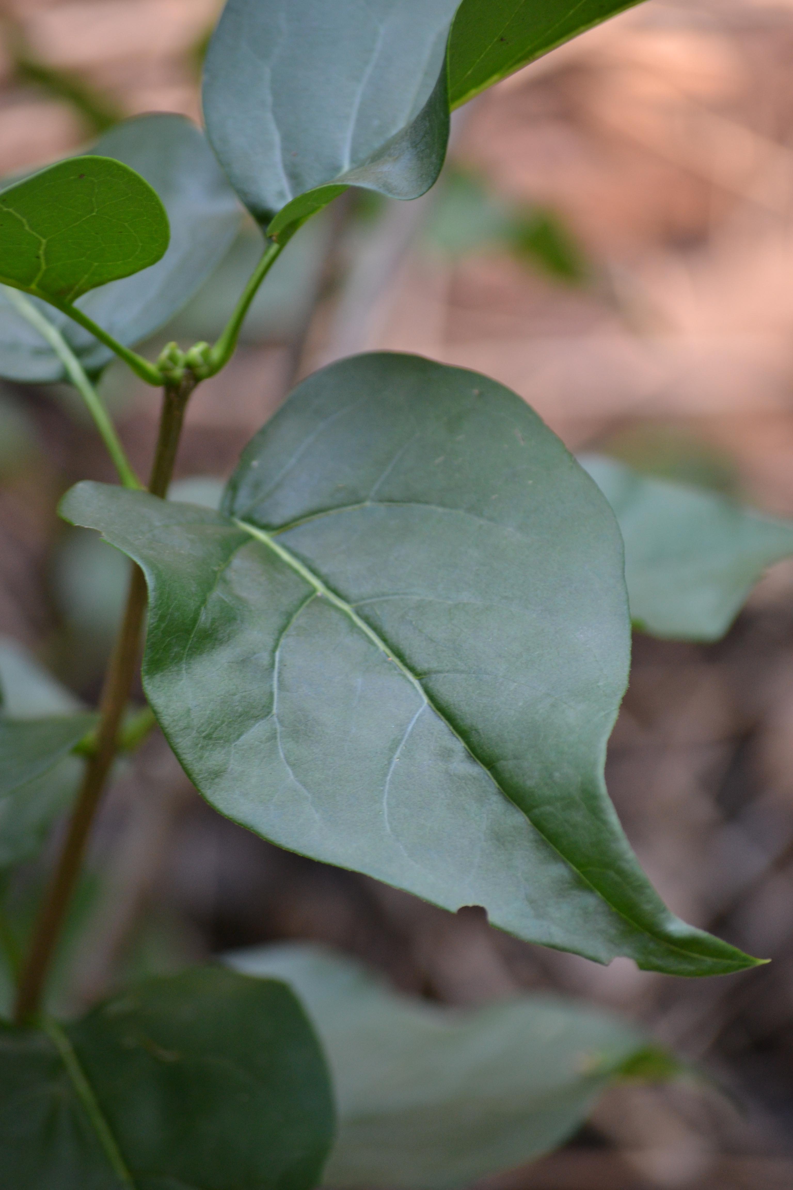 Syringa vulgaris ‘Marie Legraye’ – Purdue Arboretum Explorer