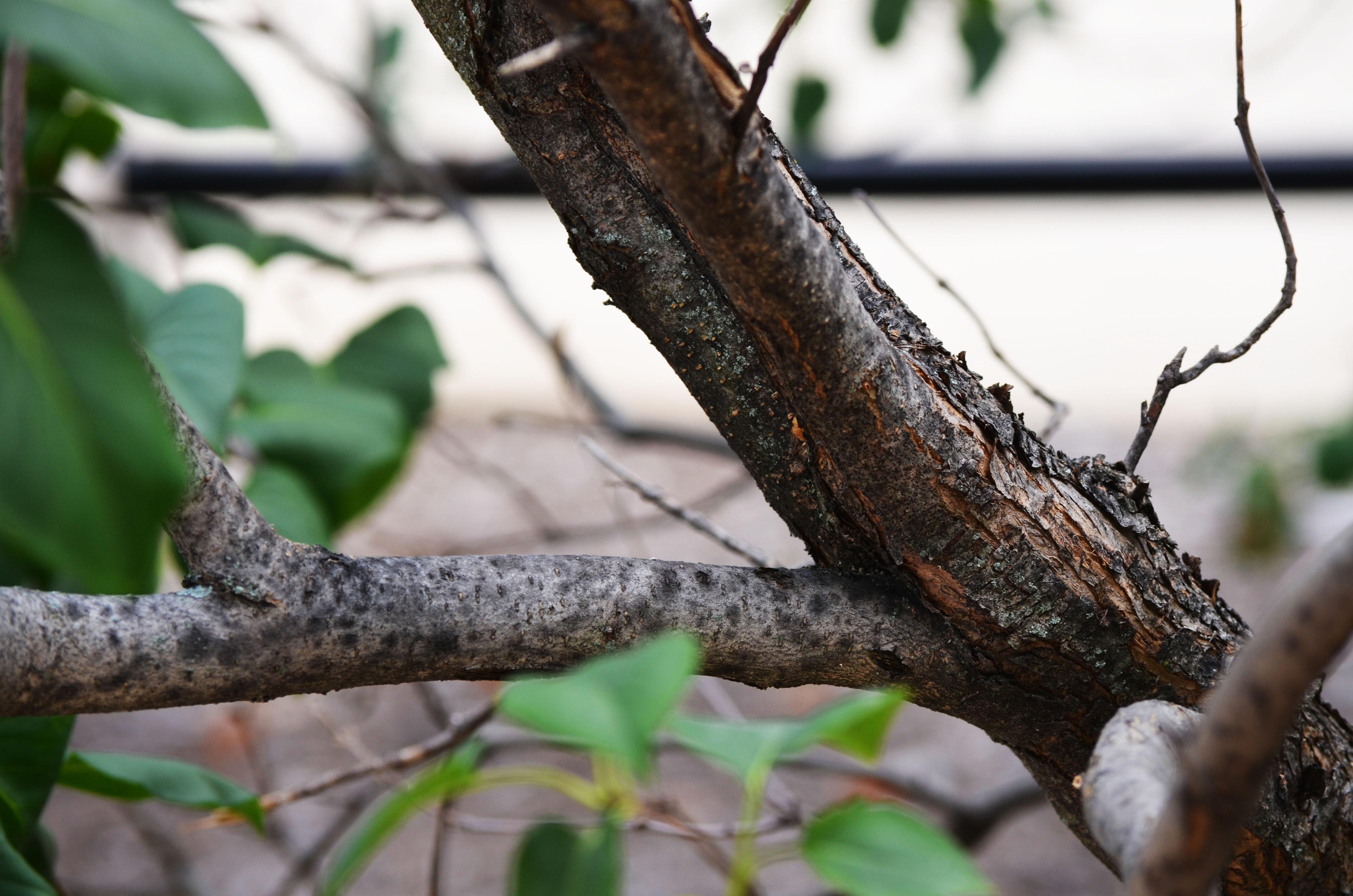 Syringa vulgaris ‘Sensation’ – Purdue Arboretum Explorer
