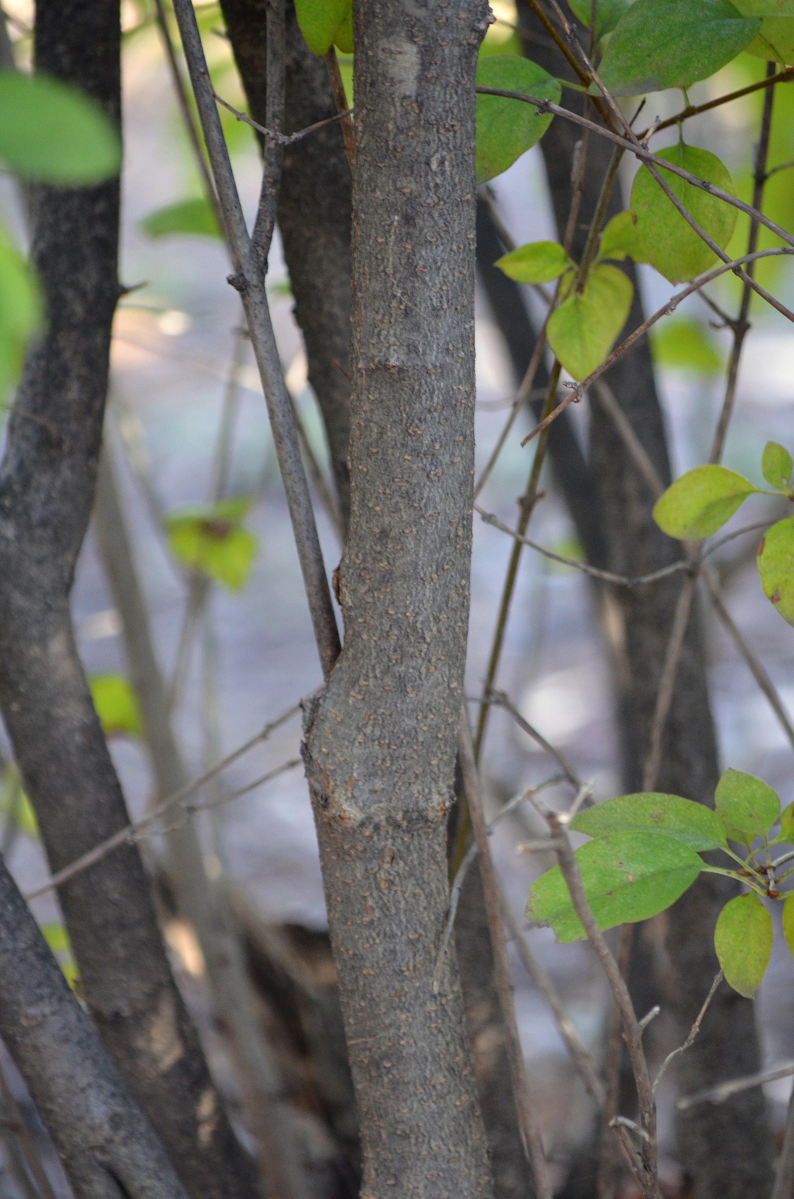 Syringa × chinensis – Purdue Arboretum Explorer