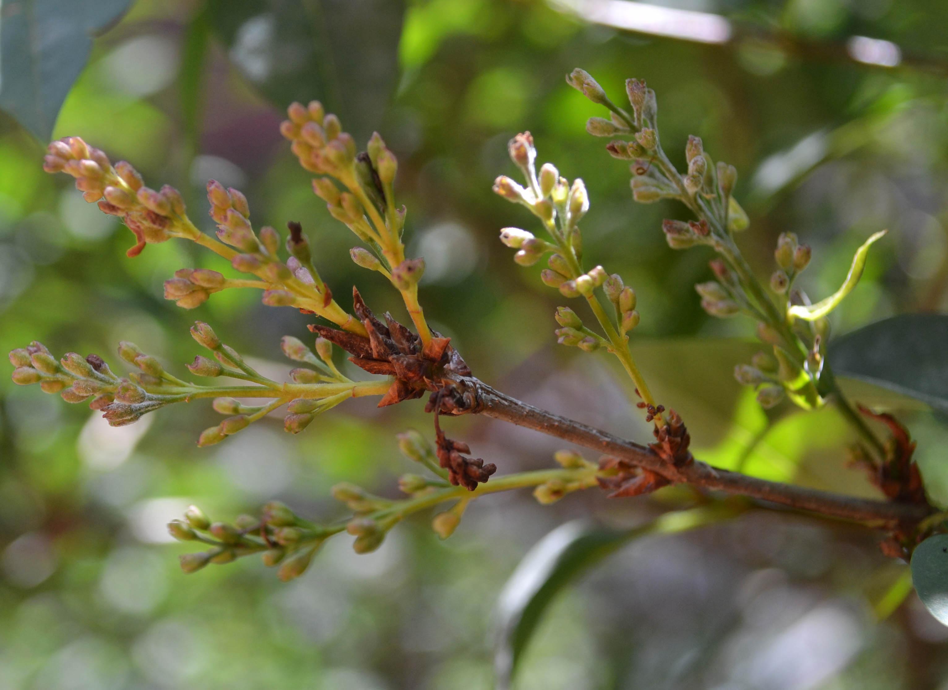 Syringa × chinensis – Purdue Arboretum Explorer