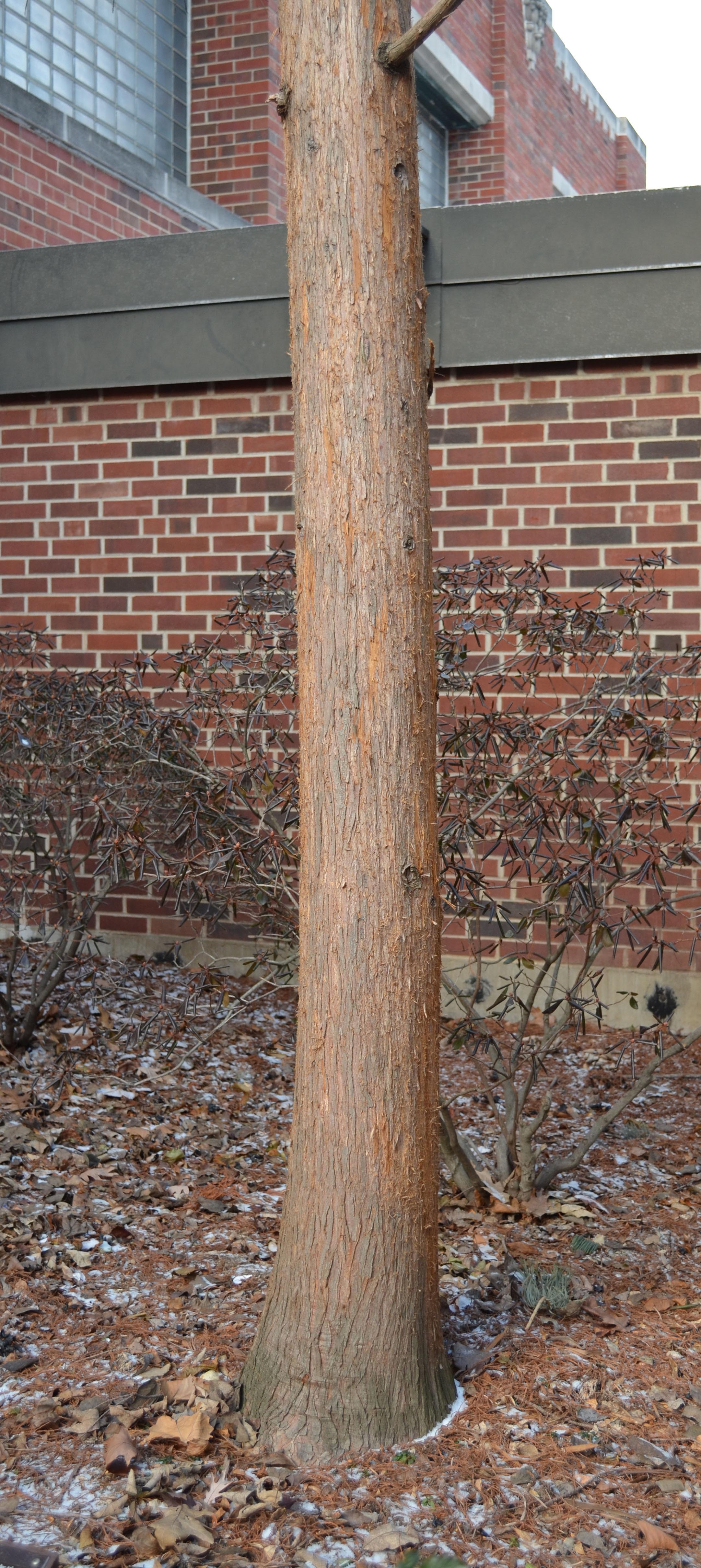 Taxodium distichum var. imbricarium – Purdue Arboretum Explorer