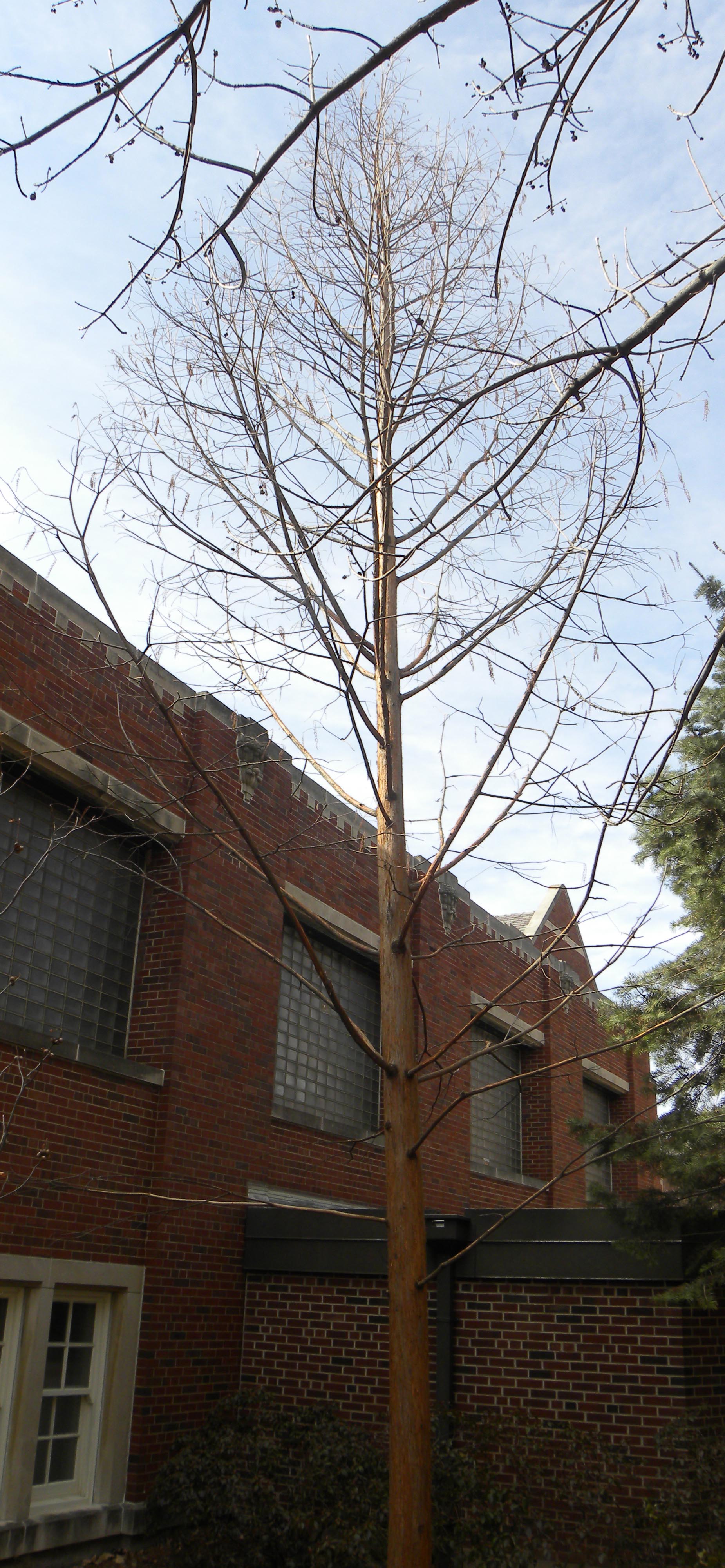 Taxodium distichum var. imbricarium – Purdue Arboretum Explorer