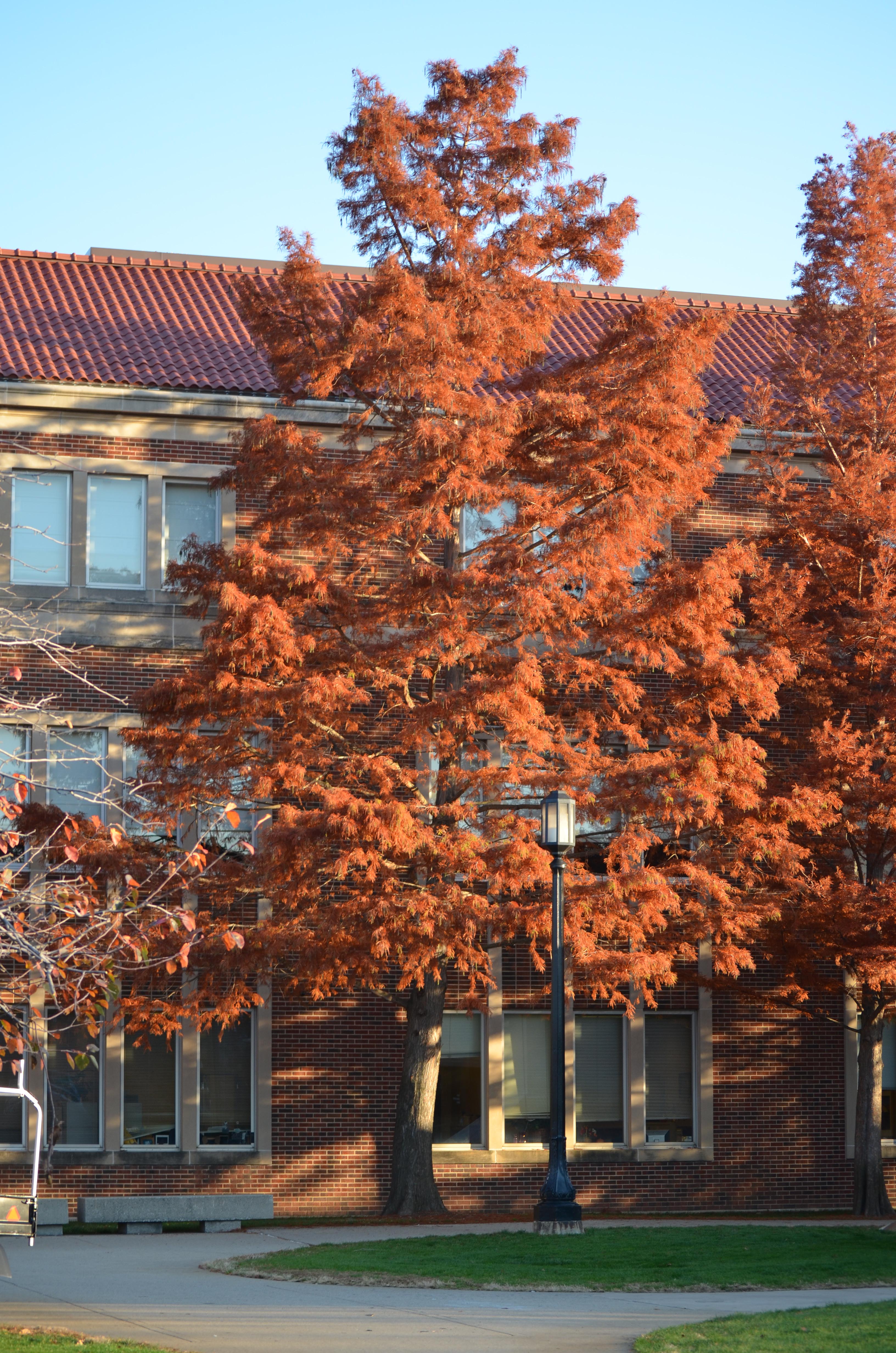Taxodium distichum – Purdue Arboretum Explorer