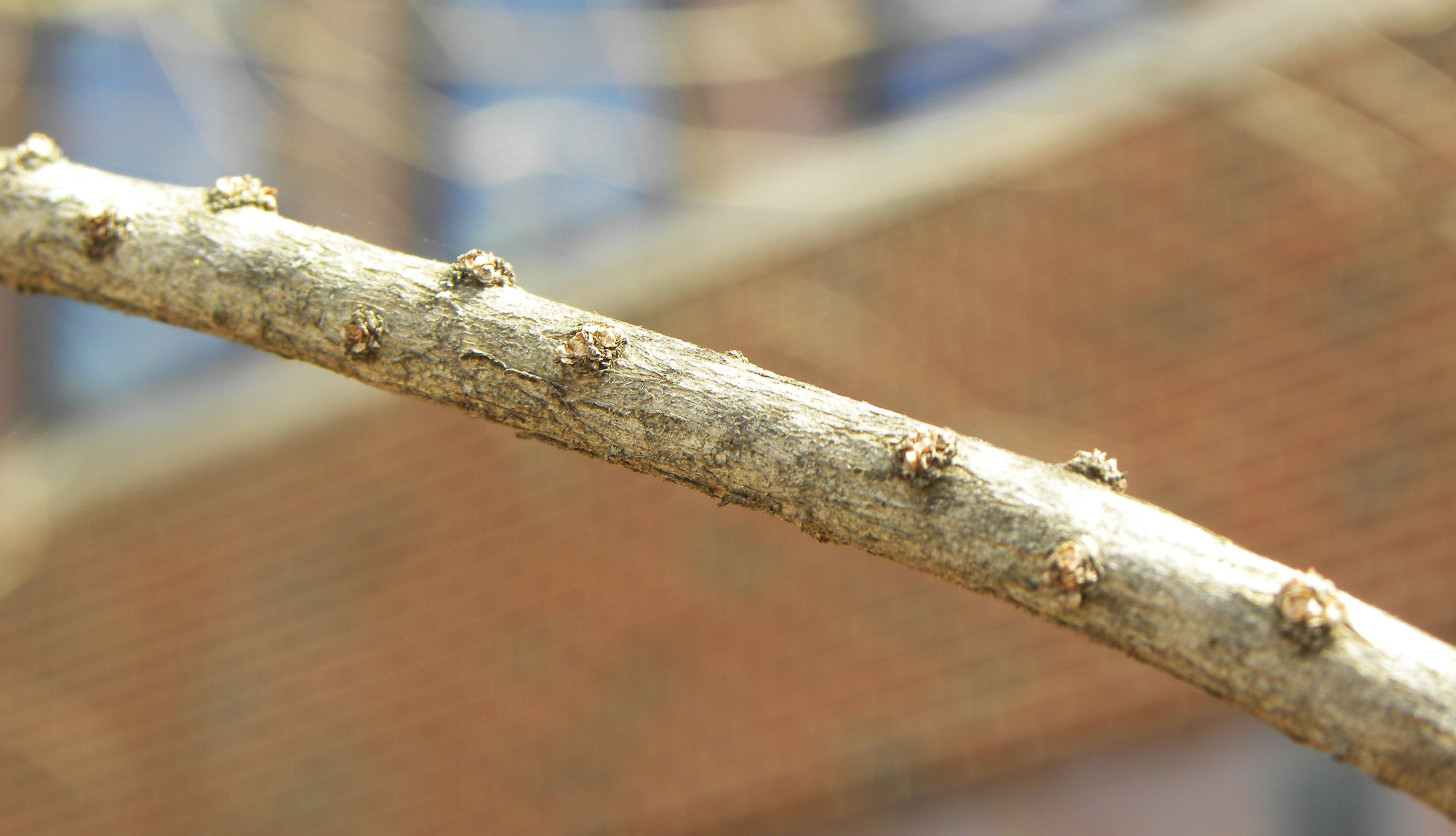 Taxodium distichum – Purdue Arboretum Explorer