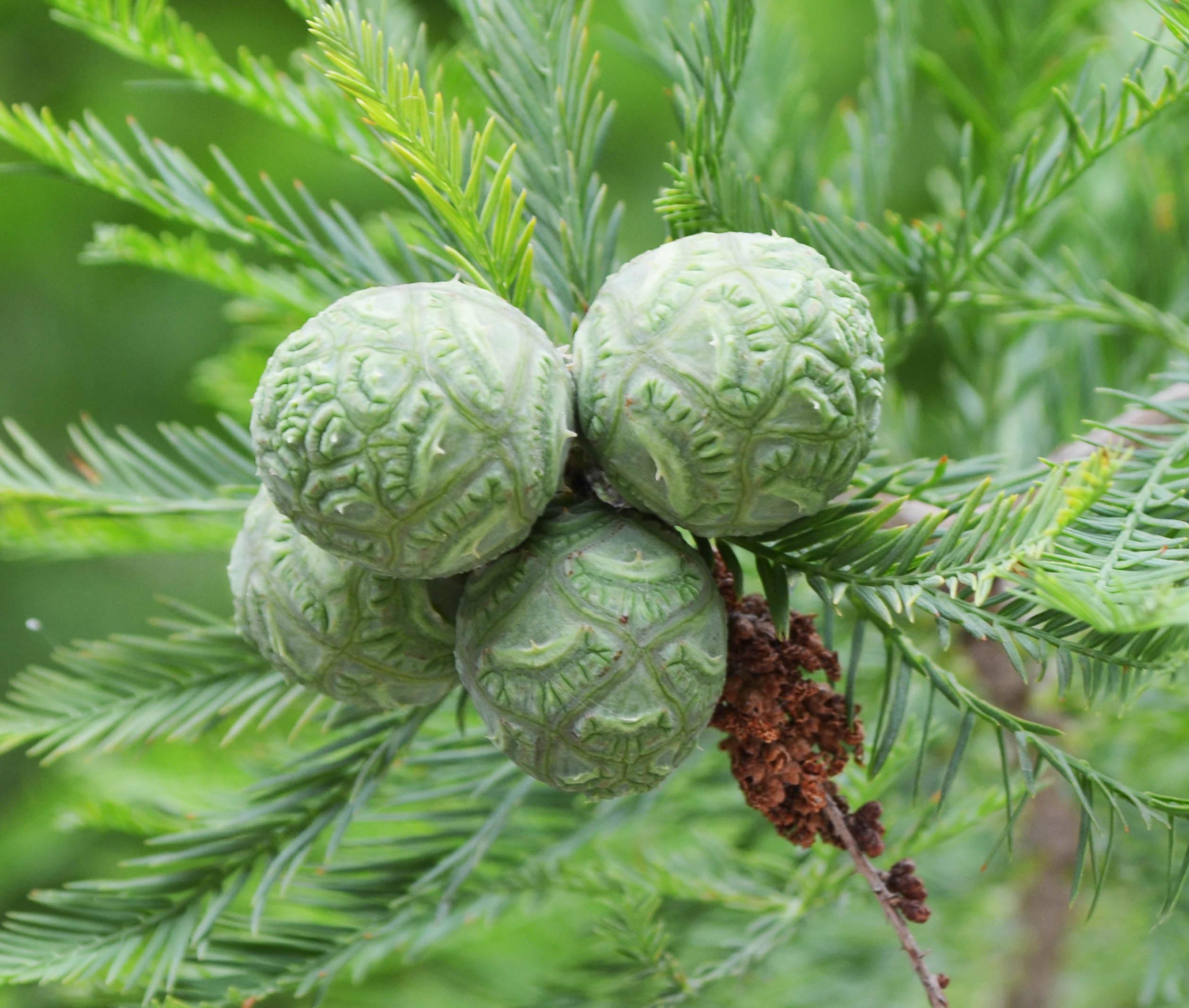 Taxodium distichum – Purdue Arboretum Explorer