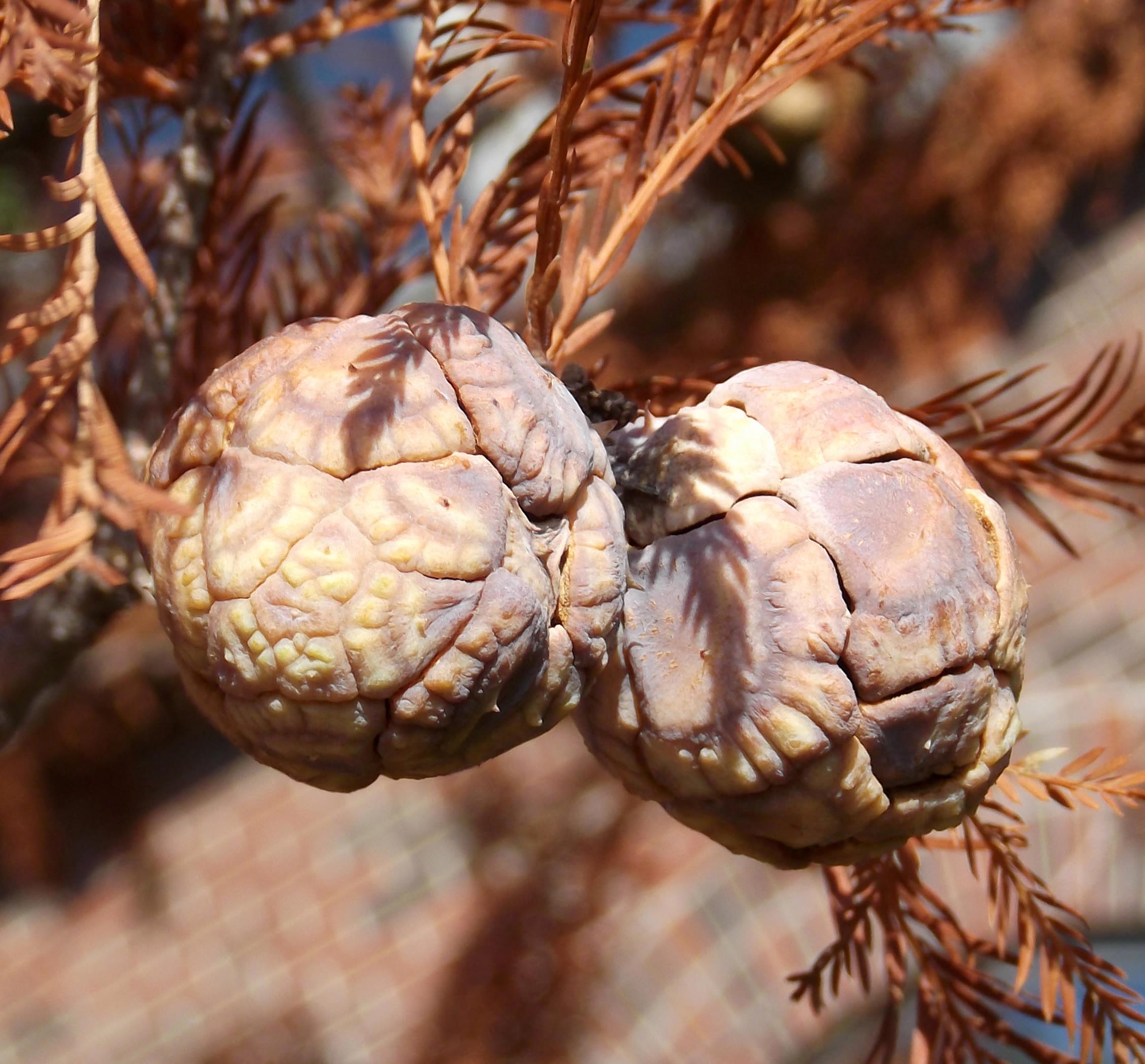 Taxodium distichum – Purdue Arboretum Explorer