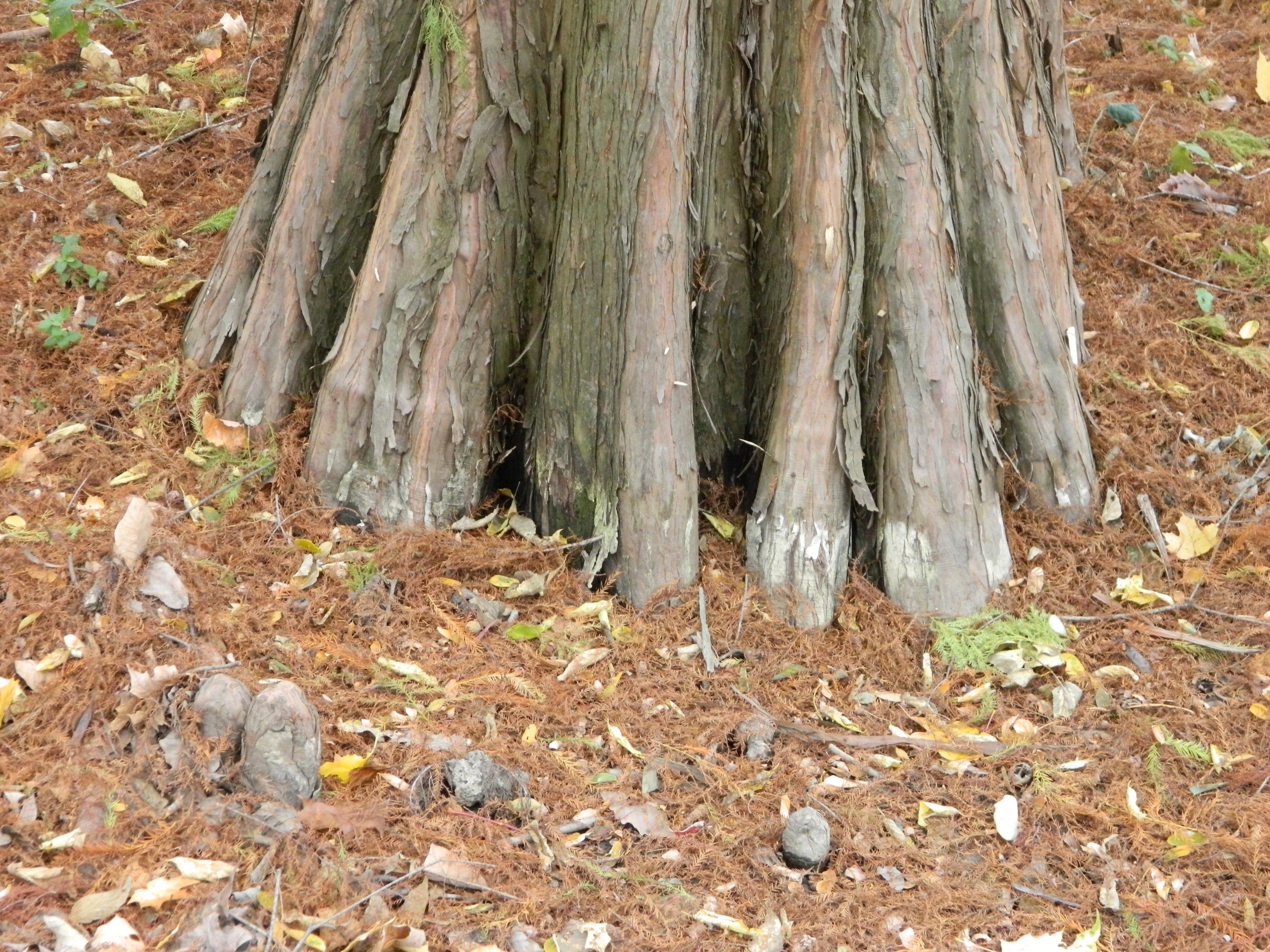 Taxodium distichum – Purdue Arboretum Explorer