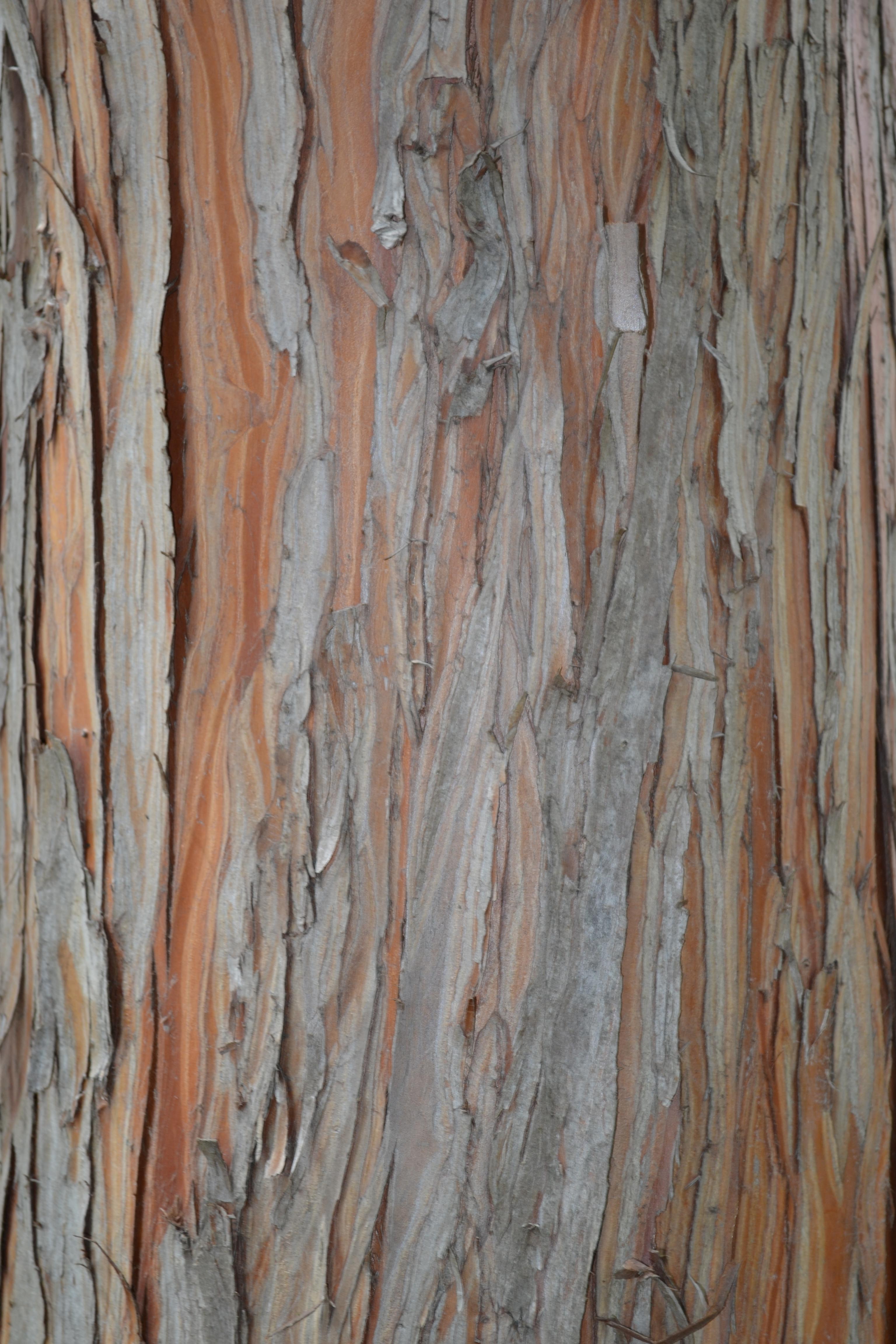 Taxodium distichum – Purdue Arboretum Explorer