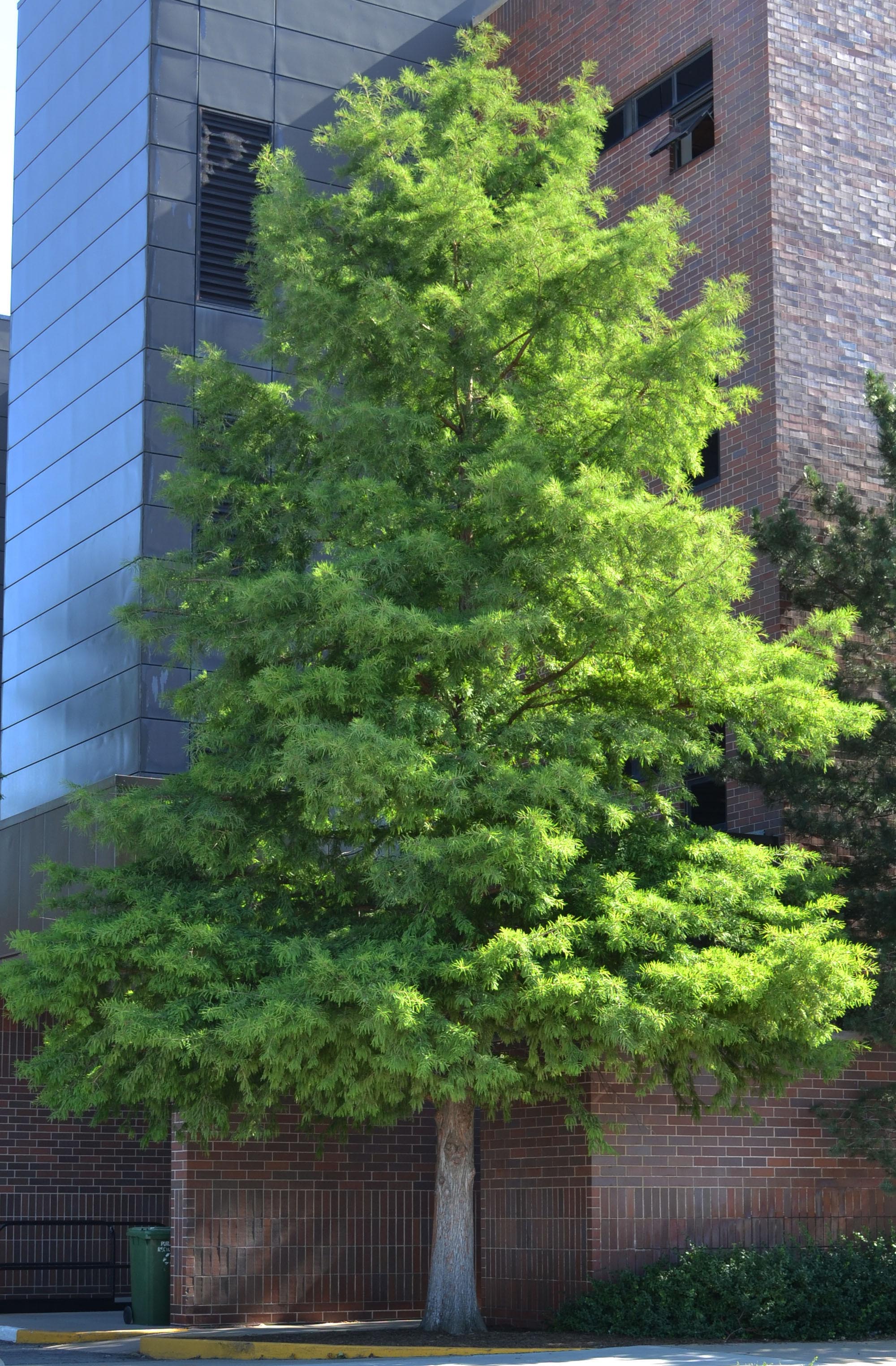 Taxodium distichum – Purdue Arboretum Explorer