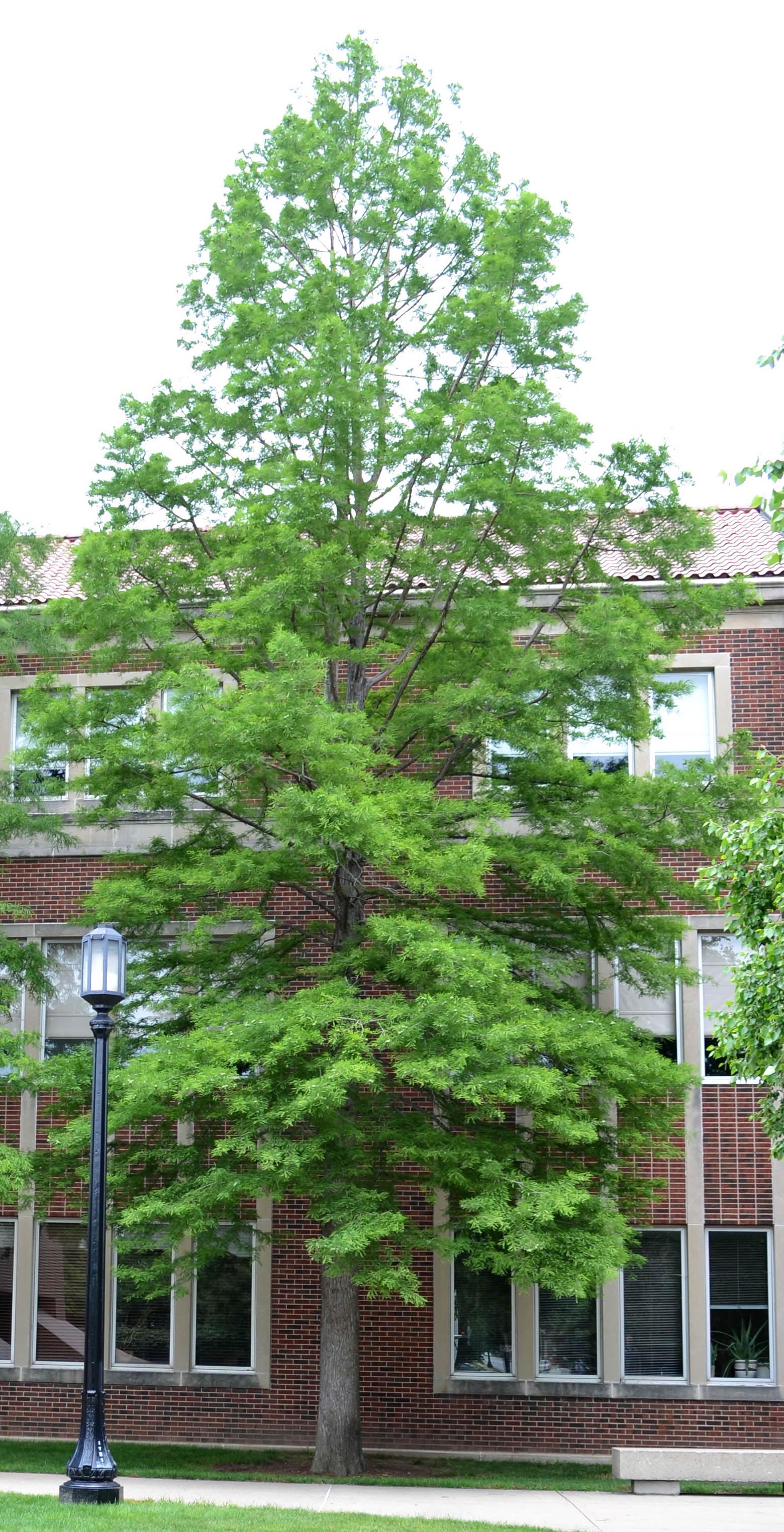 Taxodium distichum – Purdue Arboretum Explorer