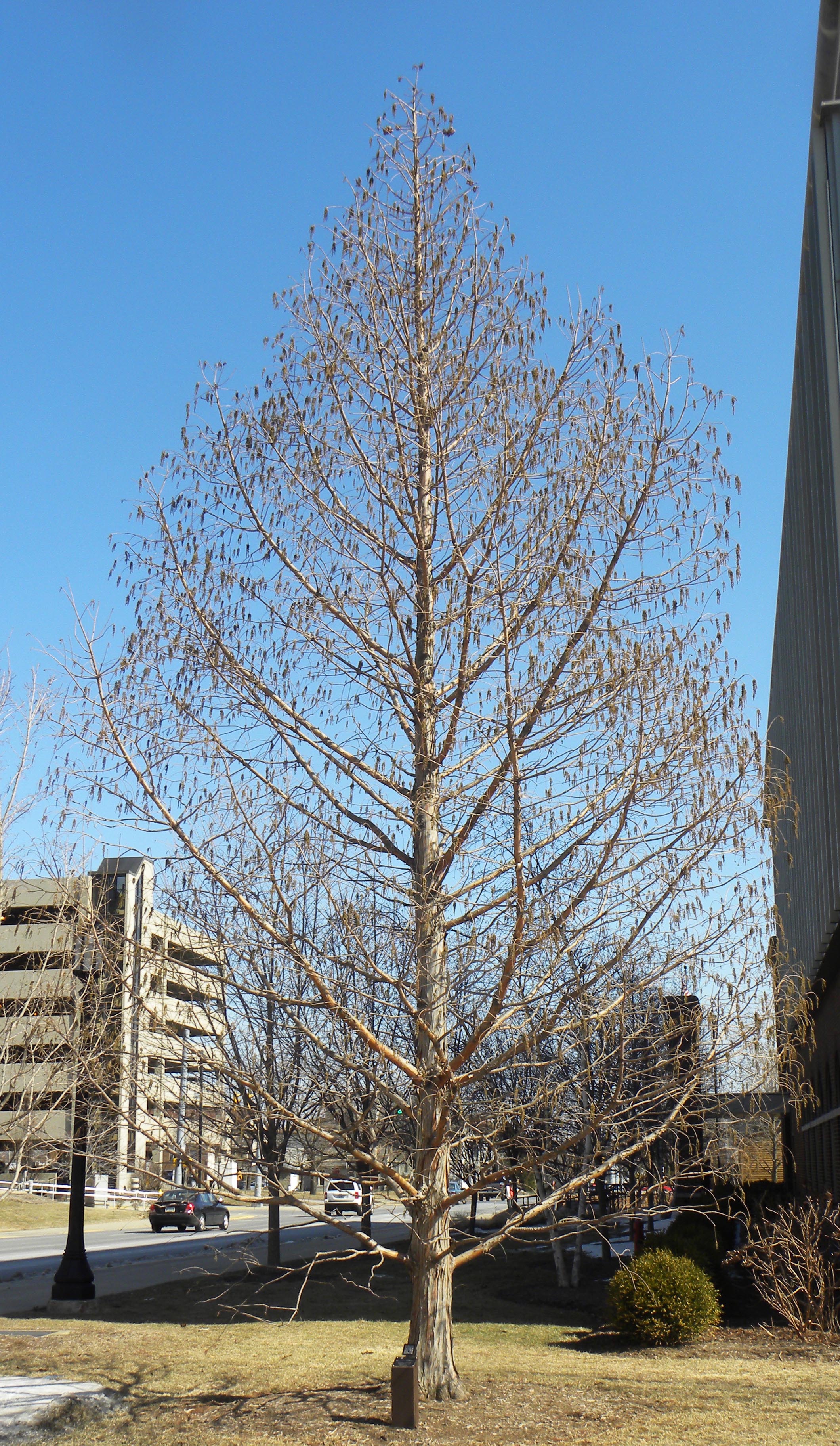 Taxodium distichum ‘Michelson’ [sold as Shawnee Brave®] – Purdue ...