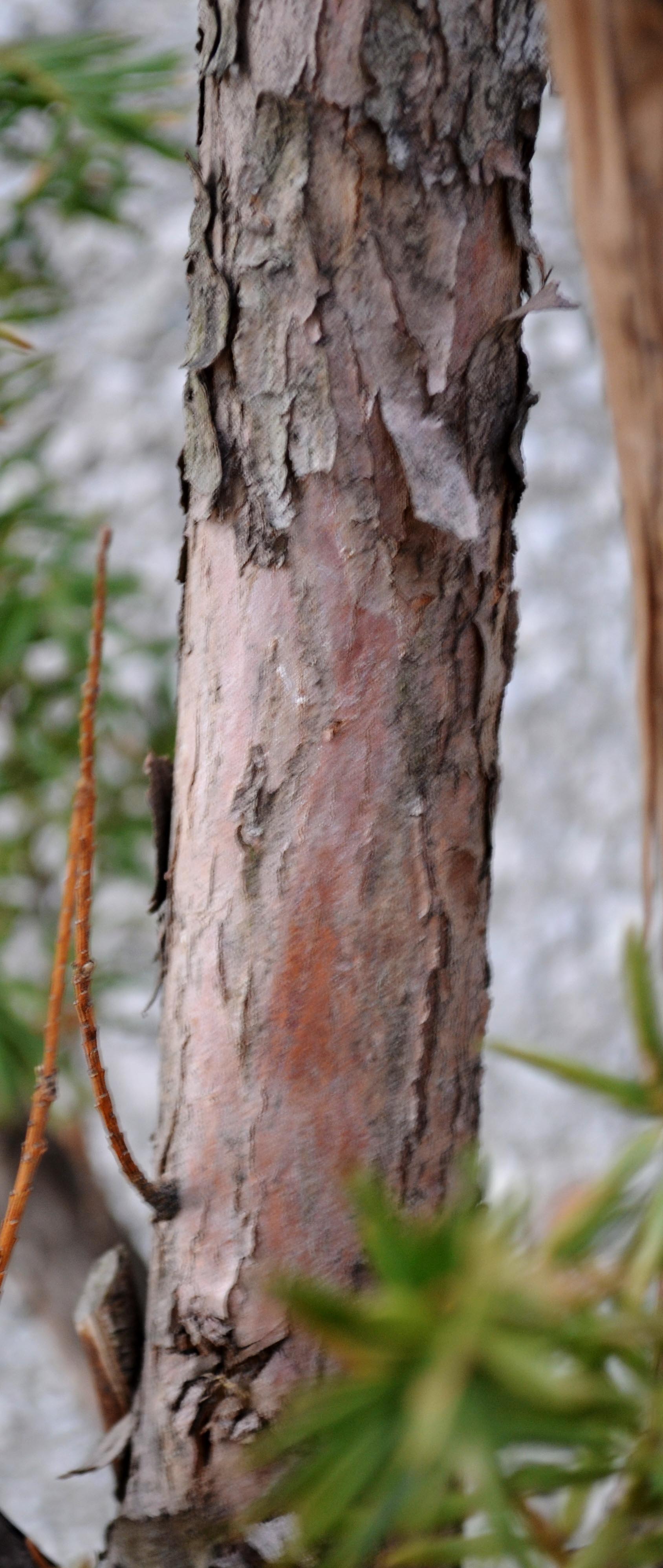 Taxus cuspidata – Purdue Arboretum Explorer