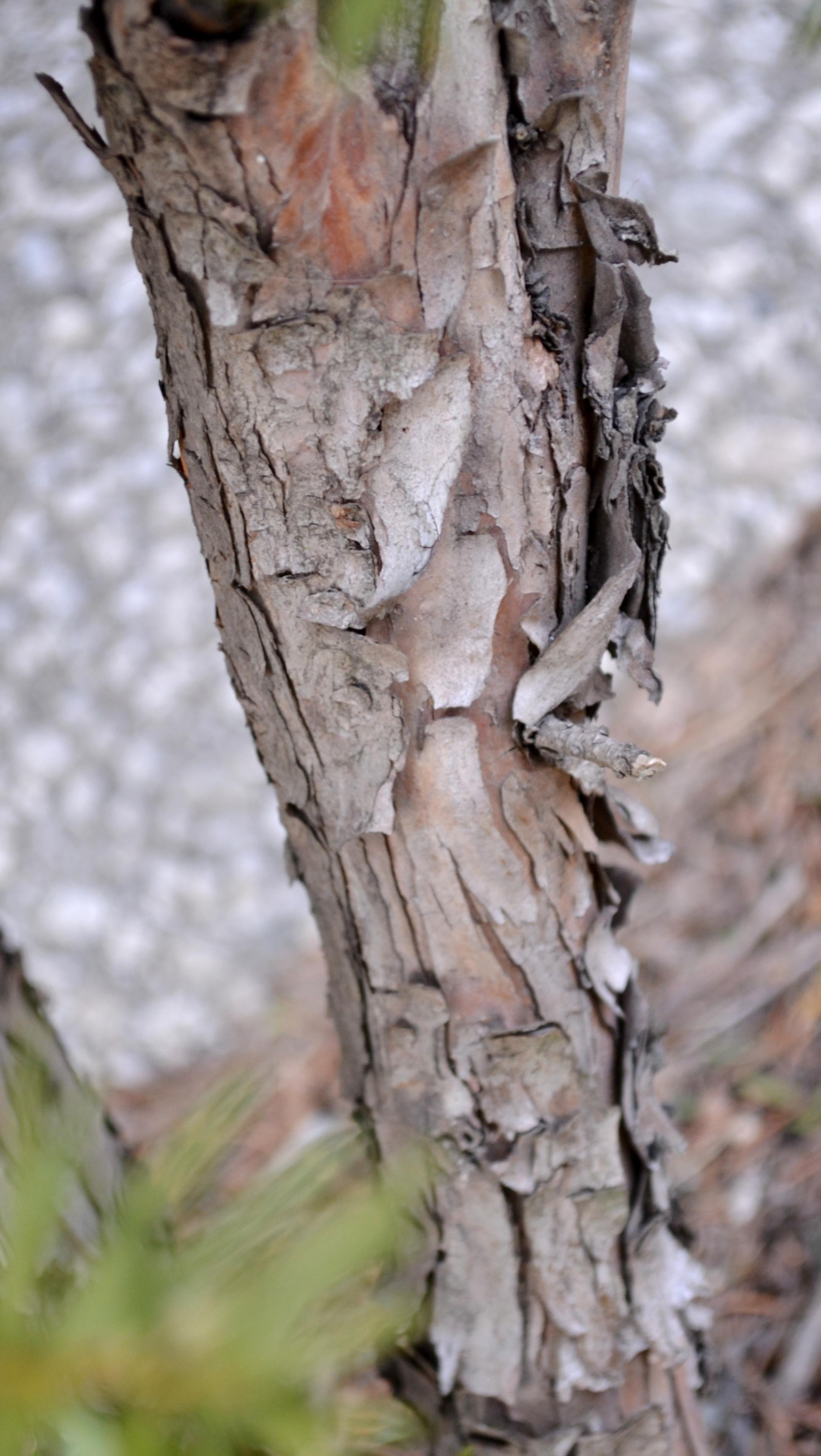 Taxus cuspidata – Purdue Arboretum Explorer