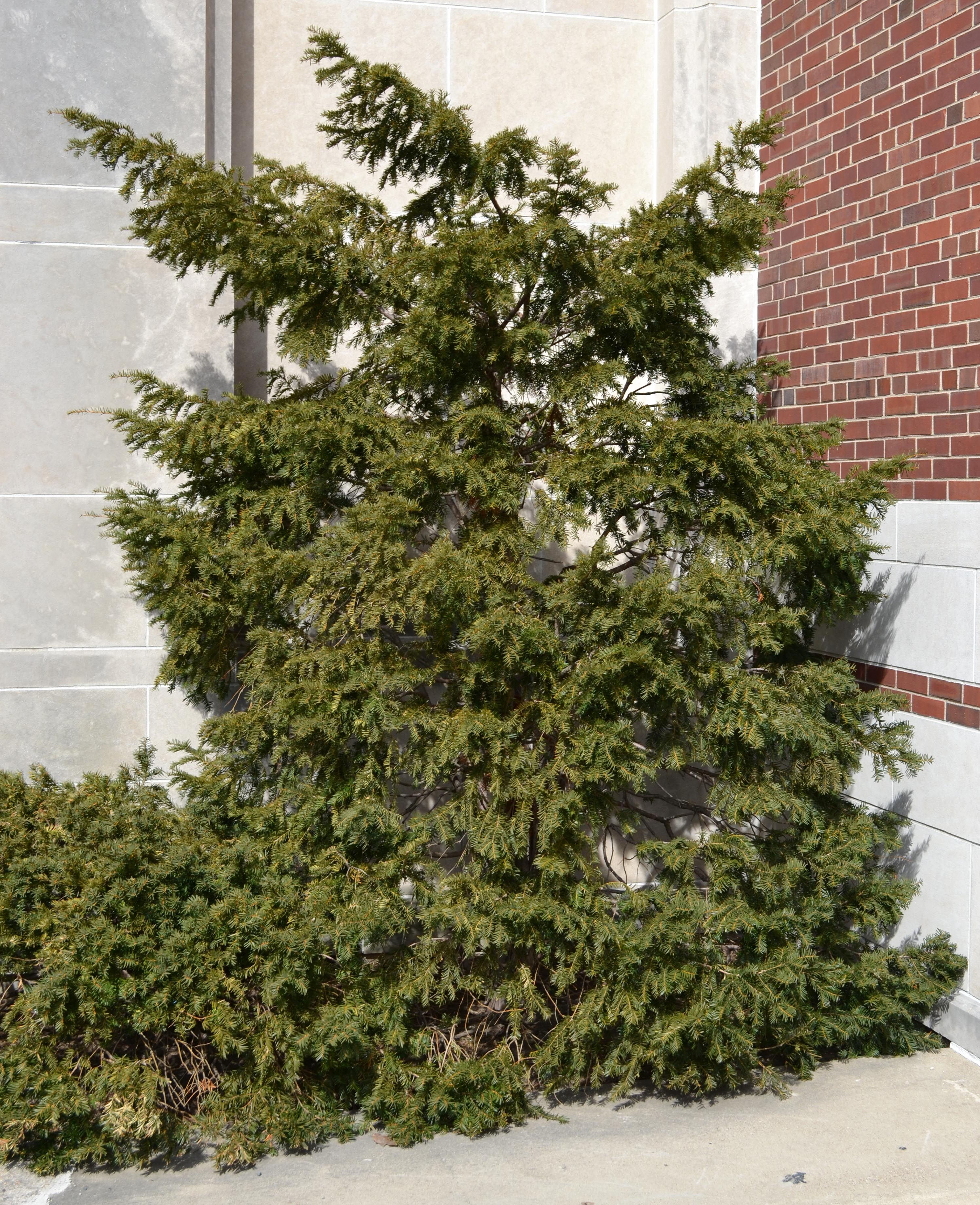Taxus cuspidata ‘Capitata’ – Purdue Arboretum Explorer