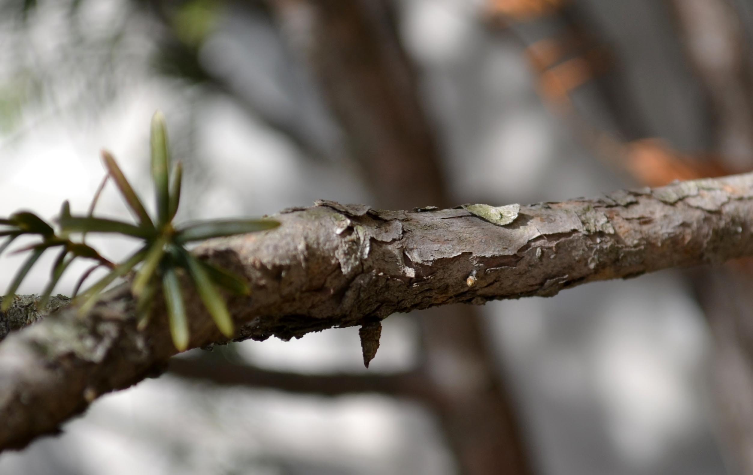 Taxus cuspidata ‘Capitata’ – Purdue Arboretum Explorer