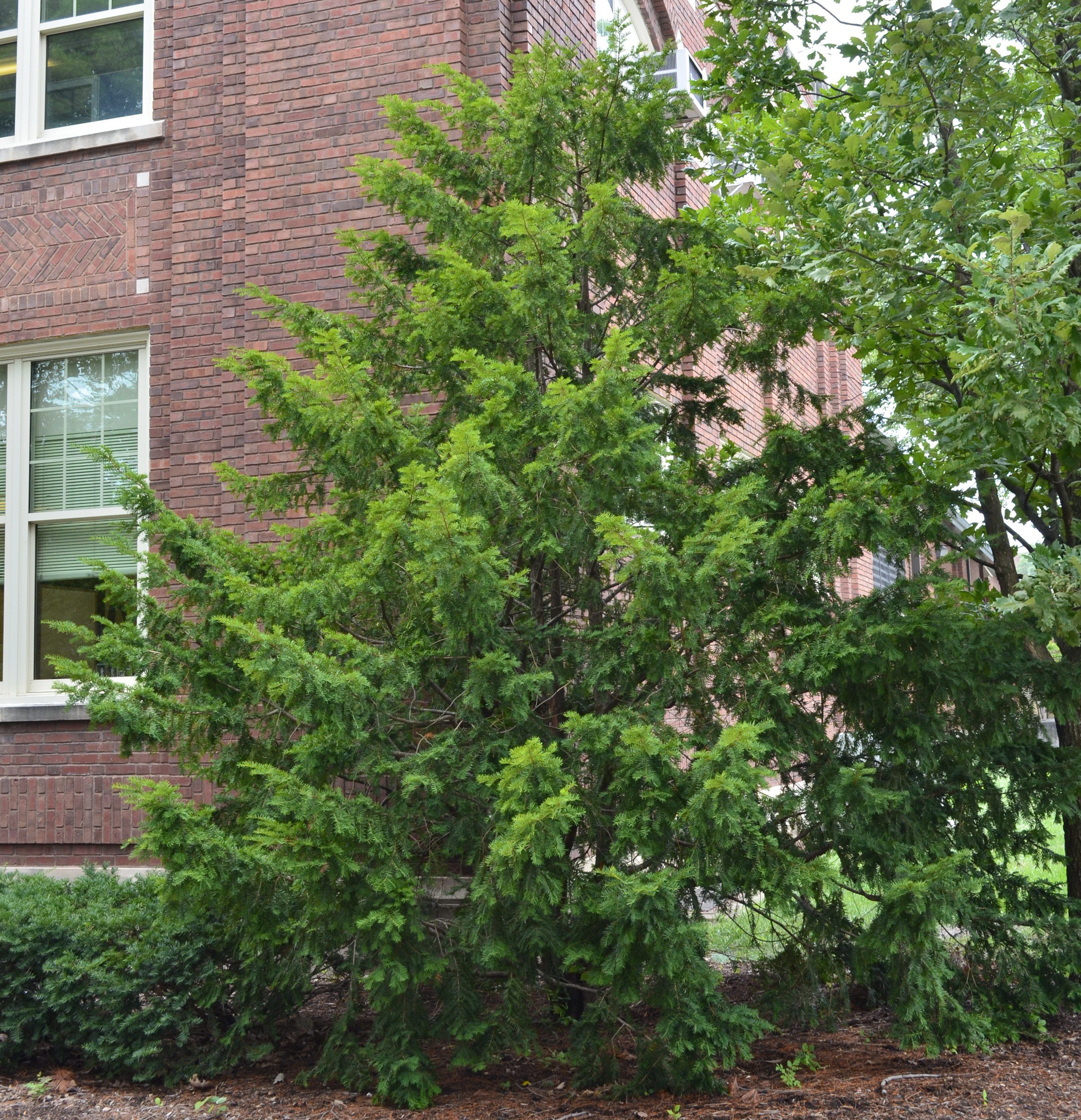 Taxus cuspidata ‘Capitata’ – Purdue Arboretum Explorer