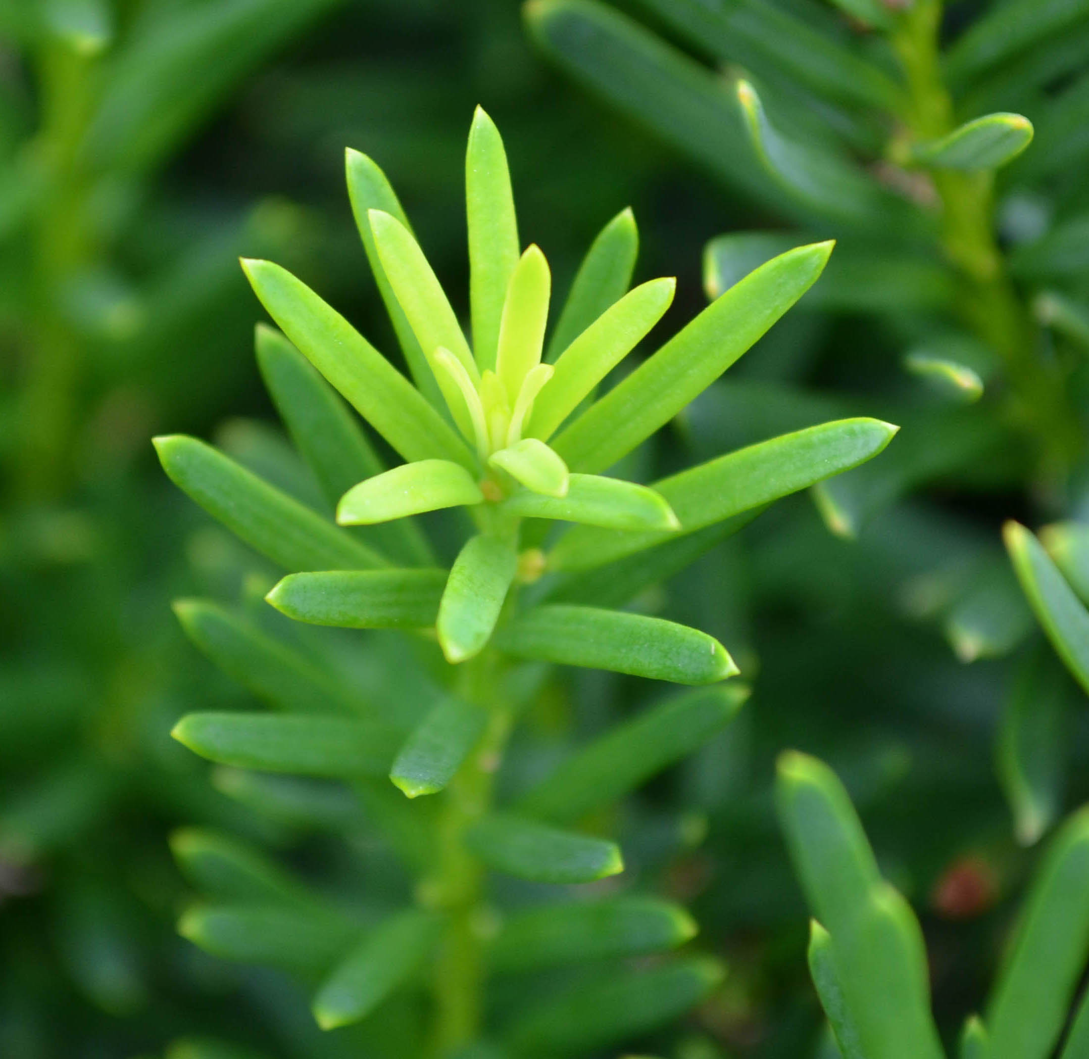 Taxus × media – Purdue Arboretum Explorer