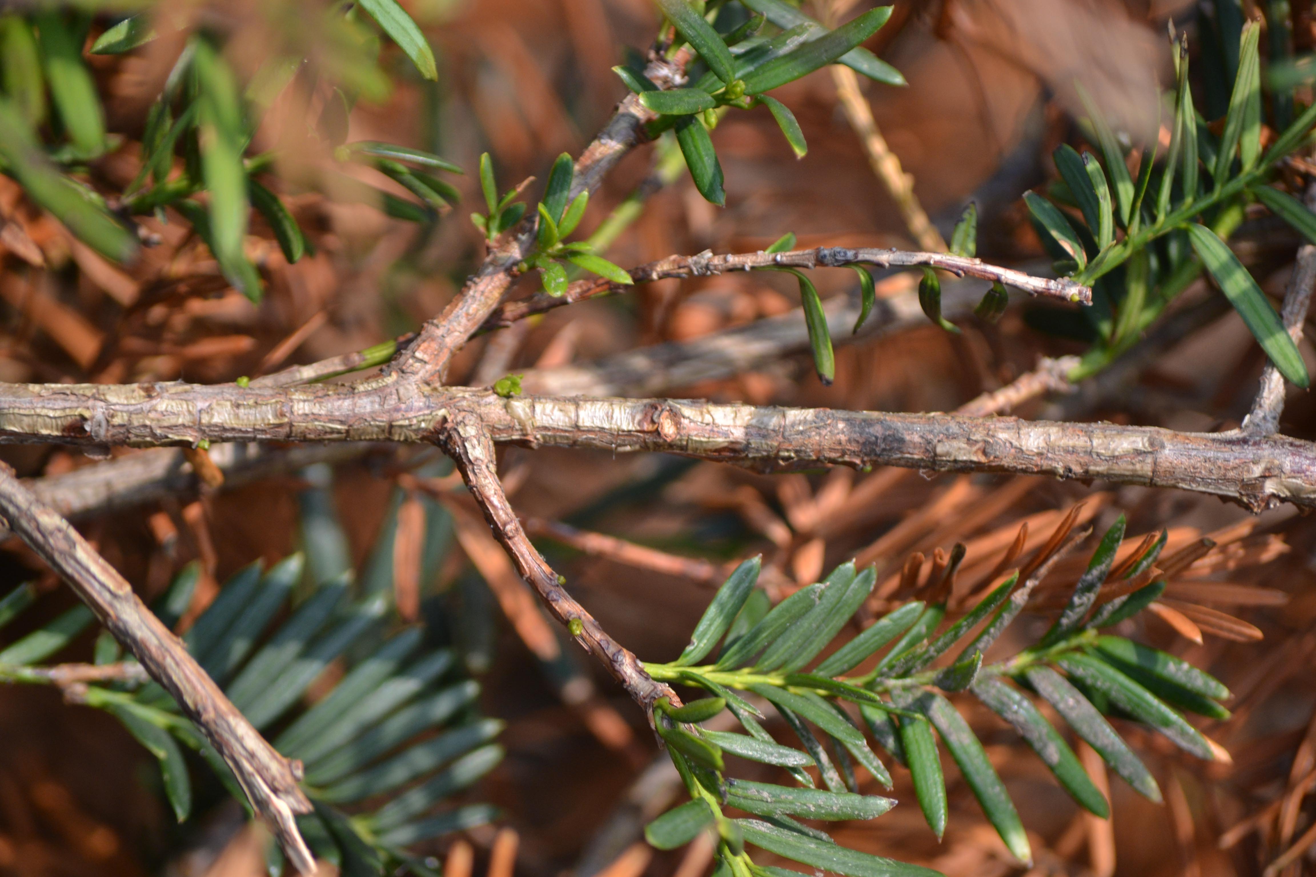 Taxus × media ‘Chadwickii’ – Purdue Arboretum Explorer