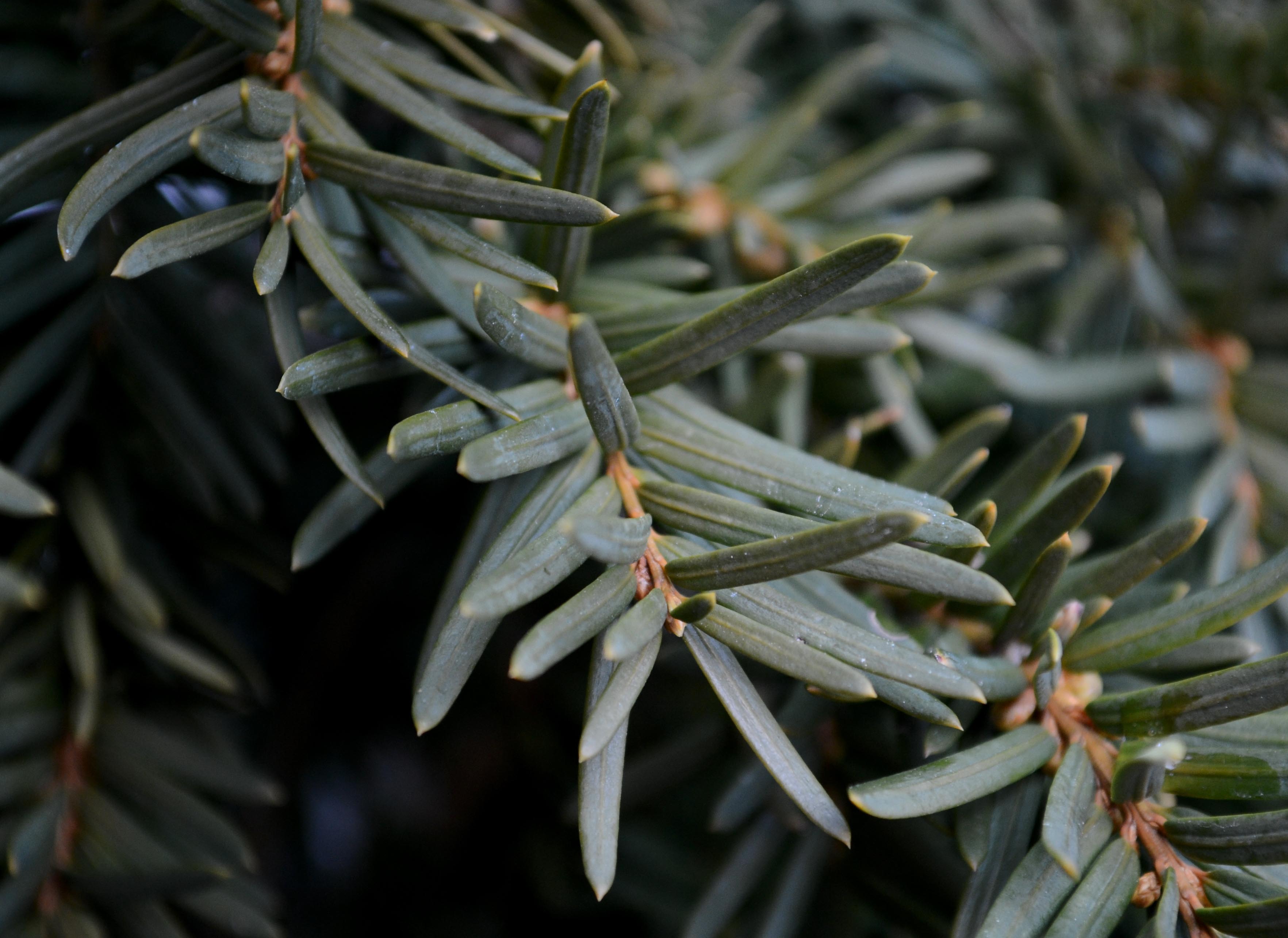 Taxus × media ‘Densiformis’ – Purdue Arboretum Explorer