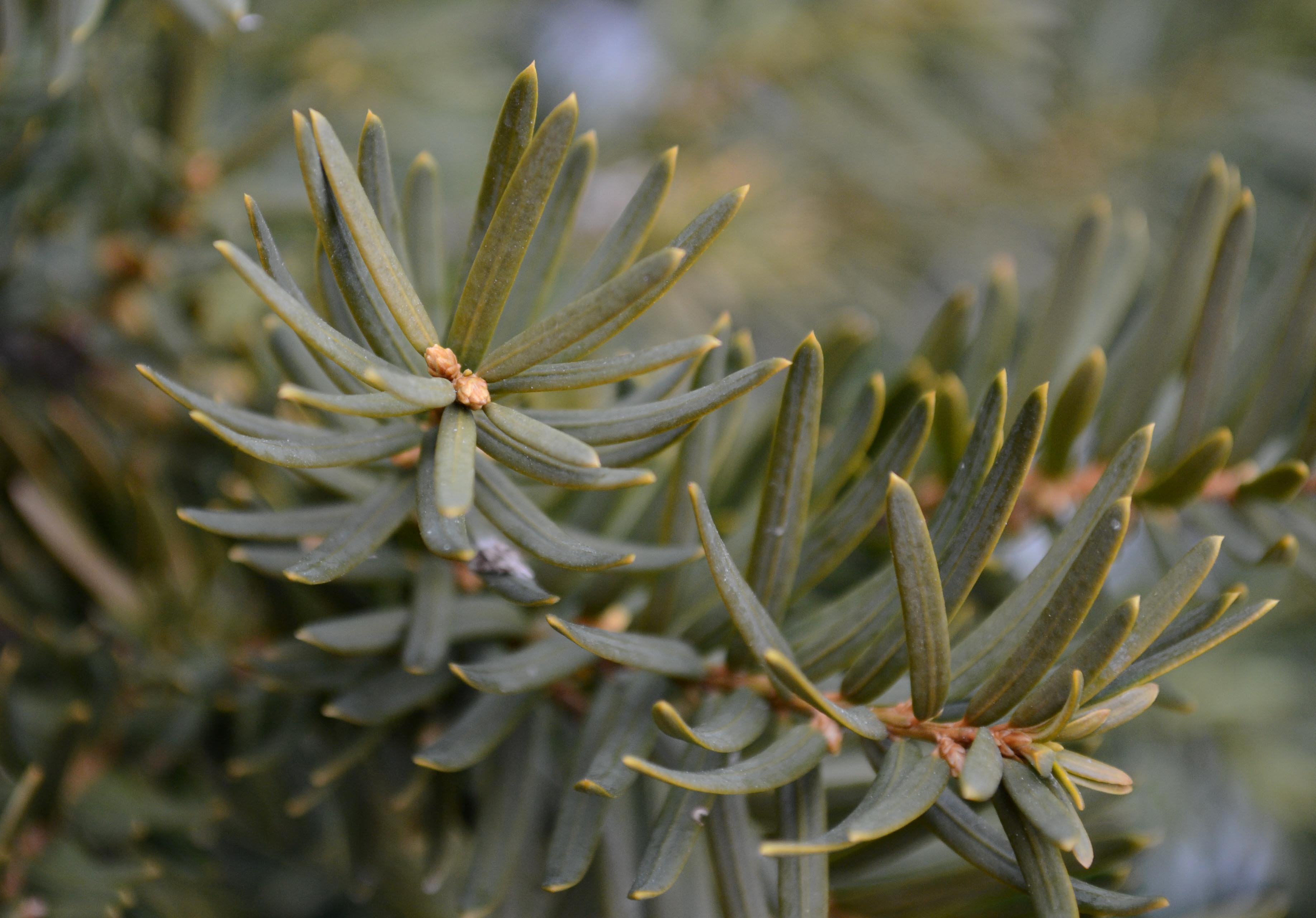 Taxus × media ‘Densiformis’ – Purdue Arboretum Explorer