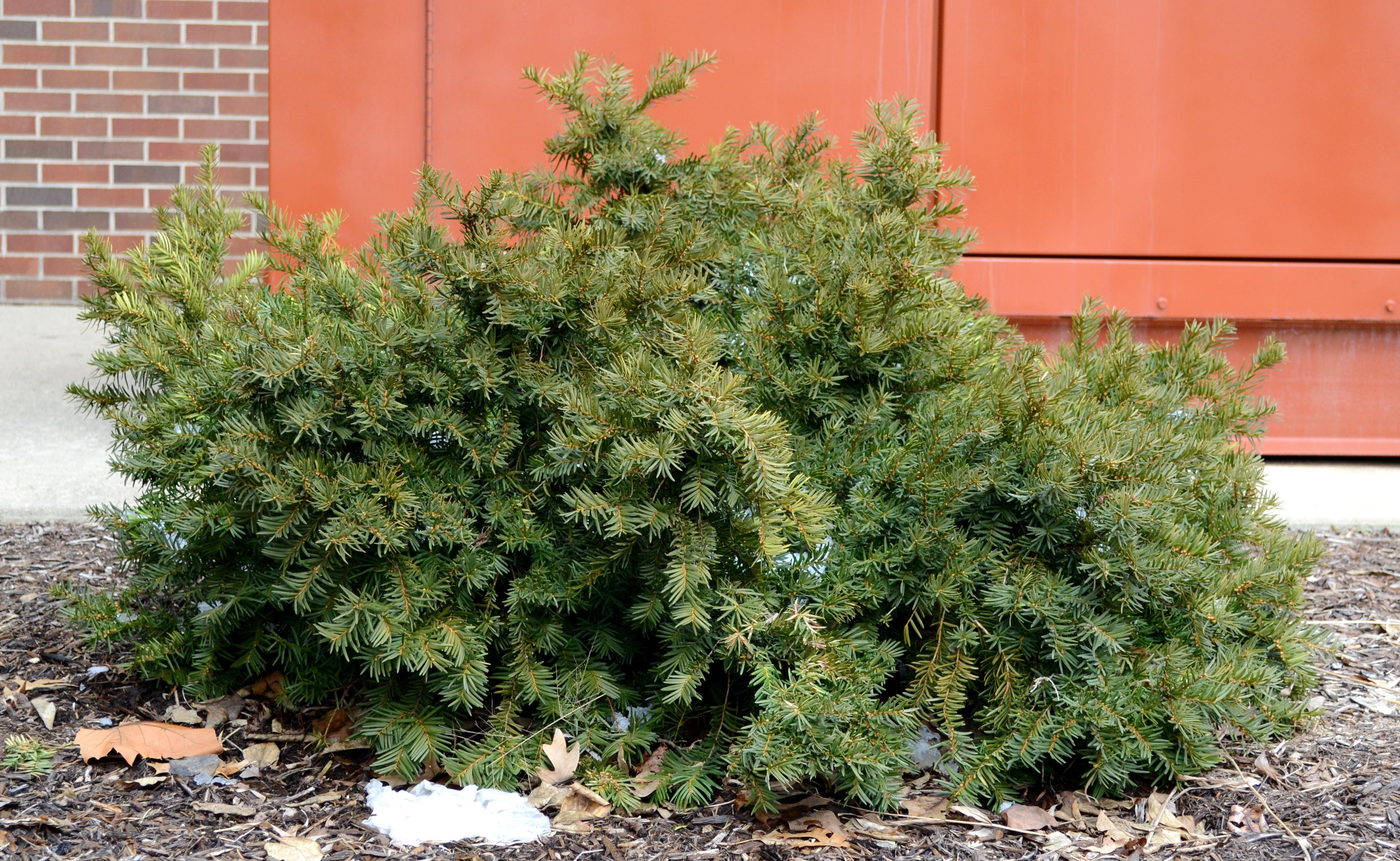 Taxus × media ‘Densiformis’ – Purdue Arboretum Explorer