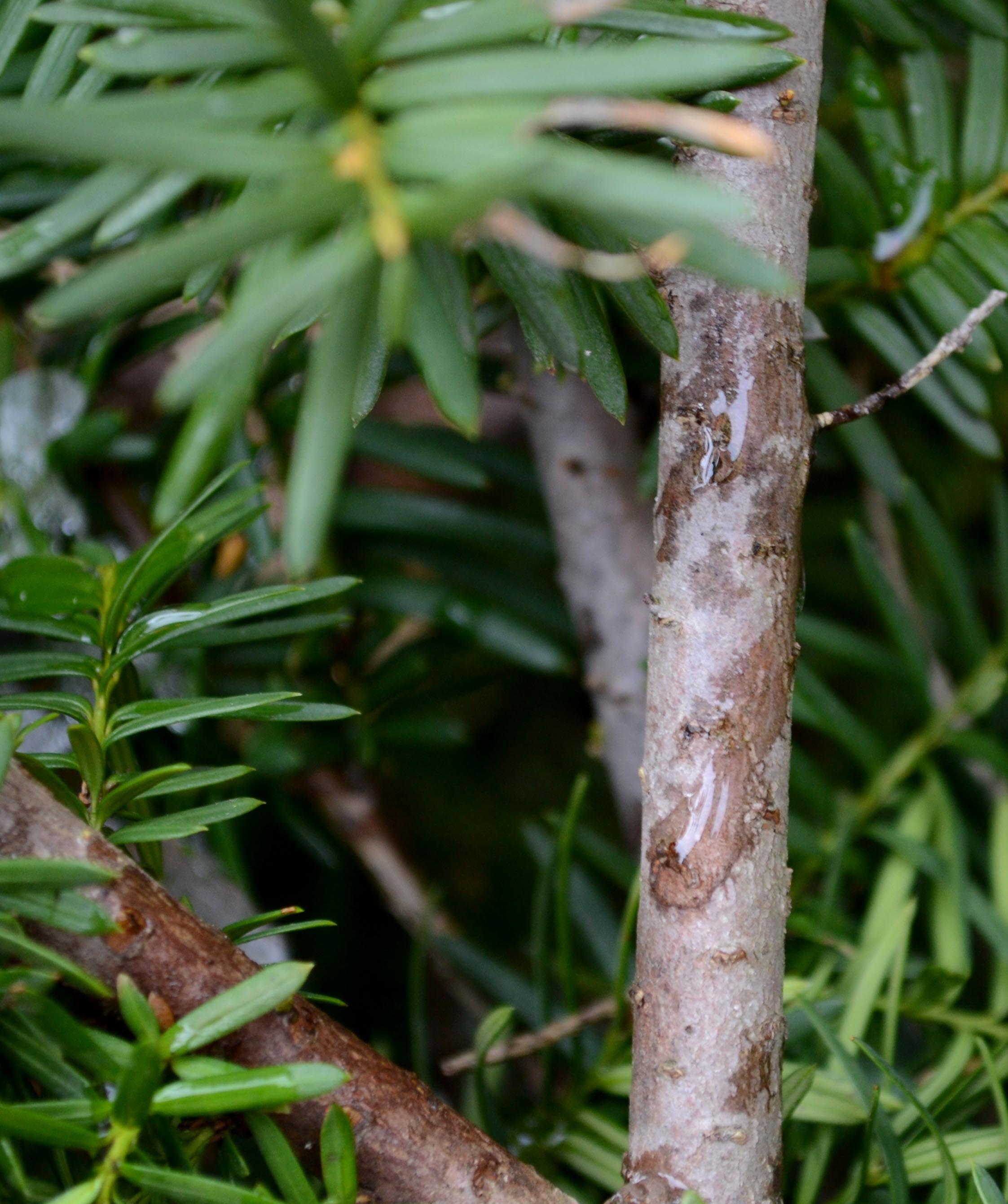 Taxus × media ‘Densiformis’ – Purdue Arboretum Explorer