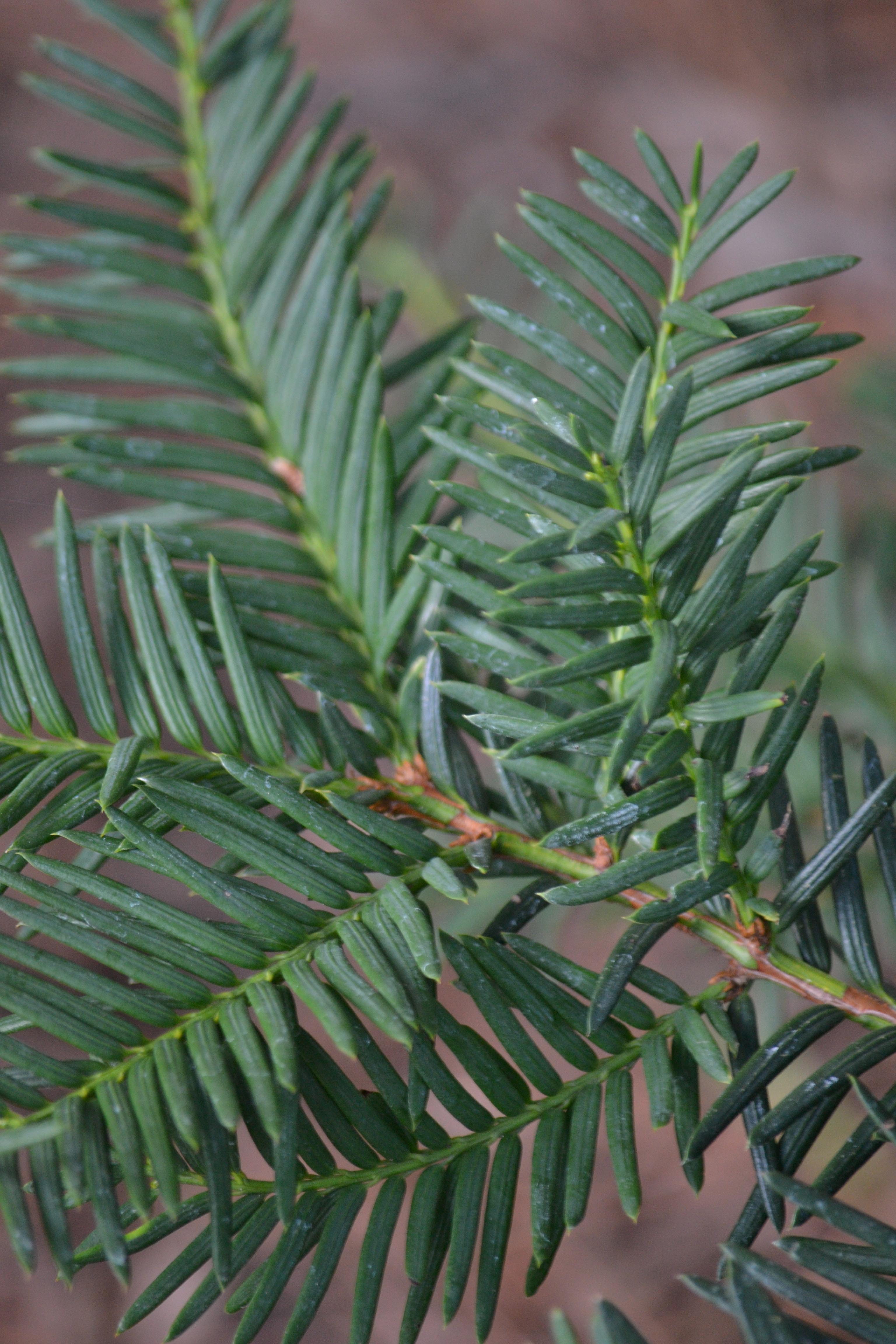 Taxus × media ‘Everlow’ – Purdue Arboretum Explorer