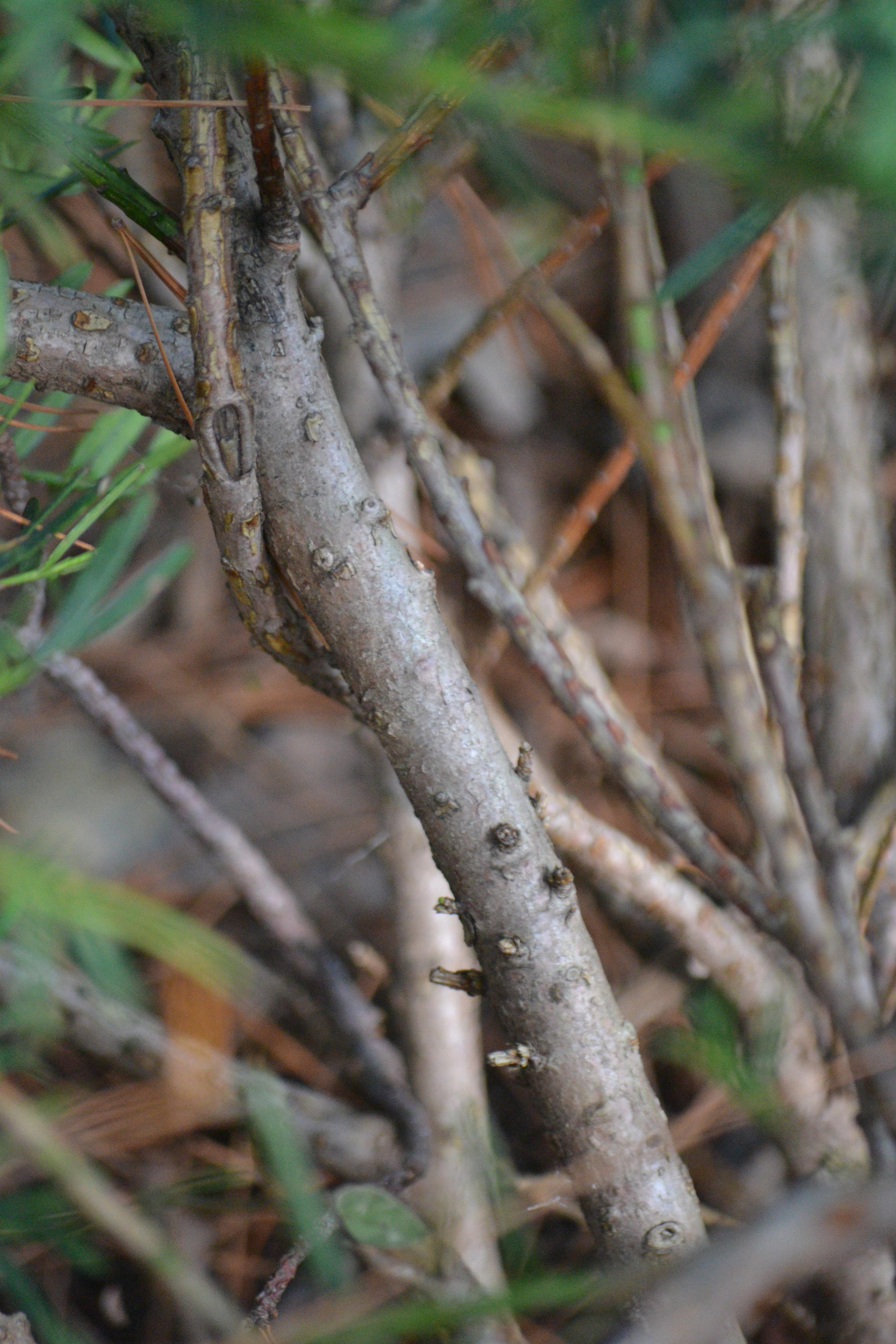 Taxus × media ‘Everlow’ – Purdue Arboretum Explorer