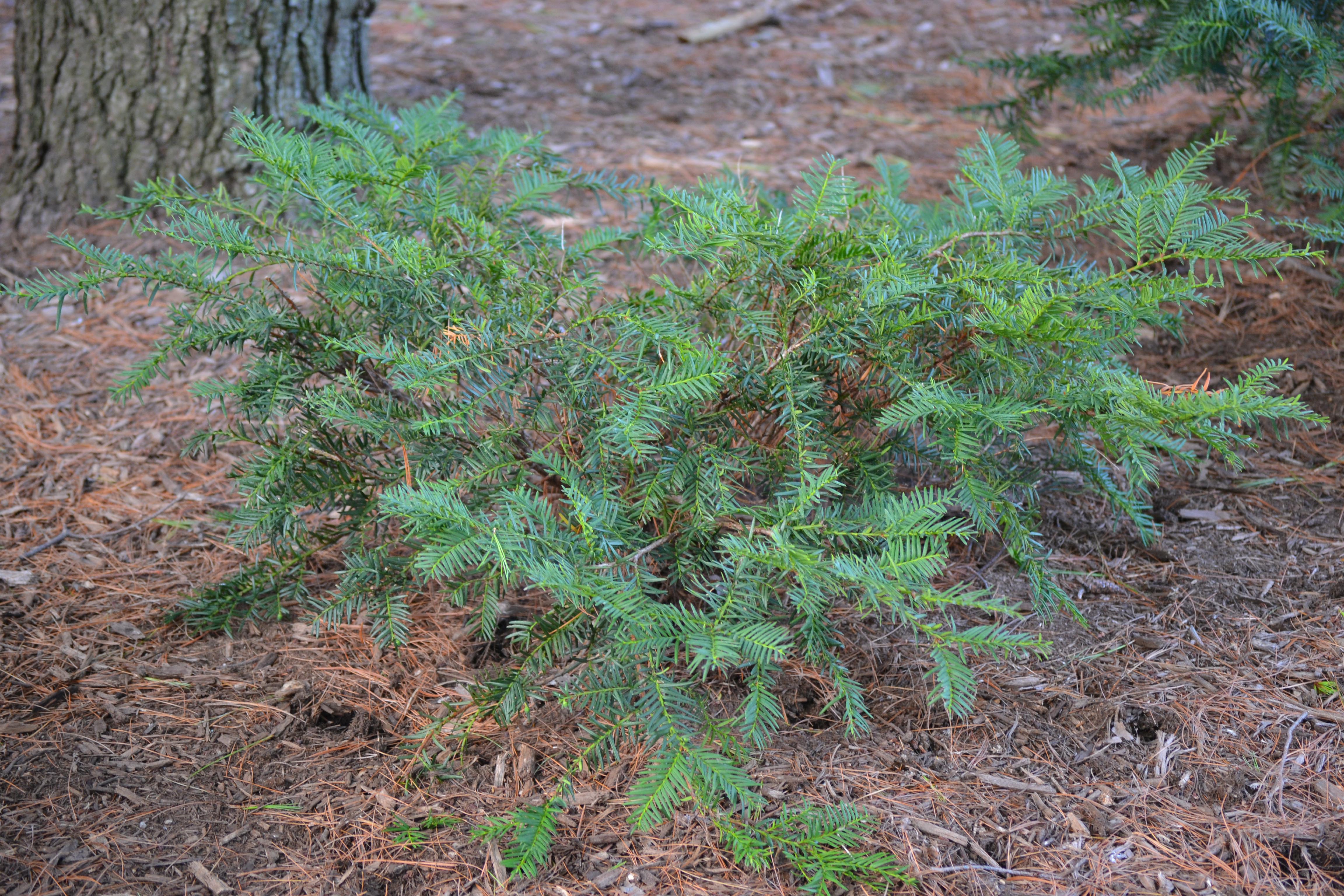 Taxus × media ‘Everlow’ – Purdue Arboretum Explorer