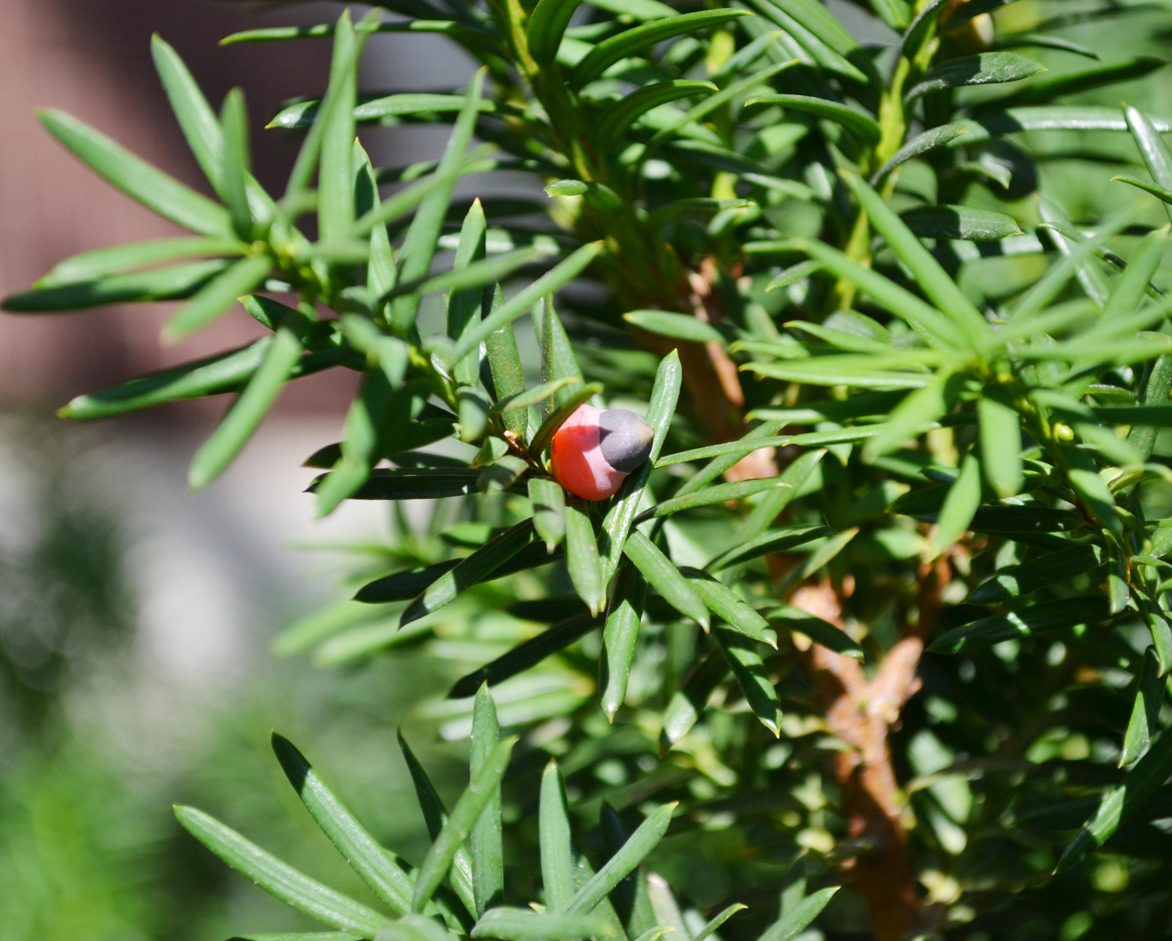 Taxus × media ‘Hicksii’ – Purdue Arboretum Explorer
