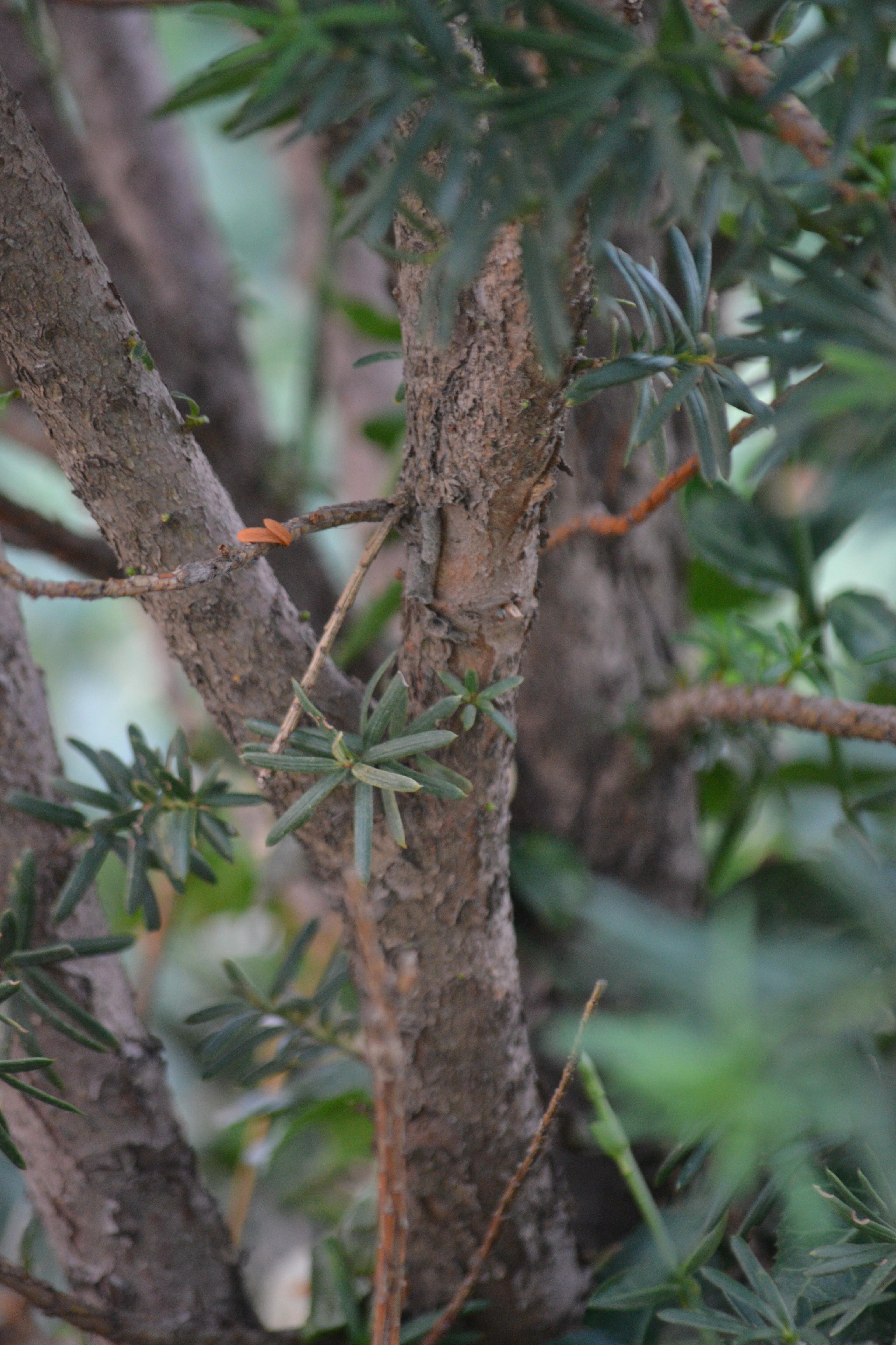 Taxus × media ‘Hicksii’ – Purdue Arboretum Explorer