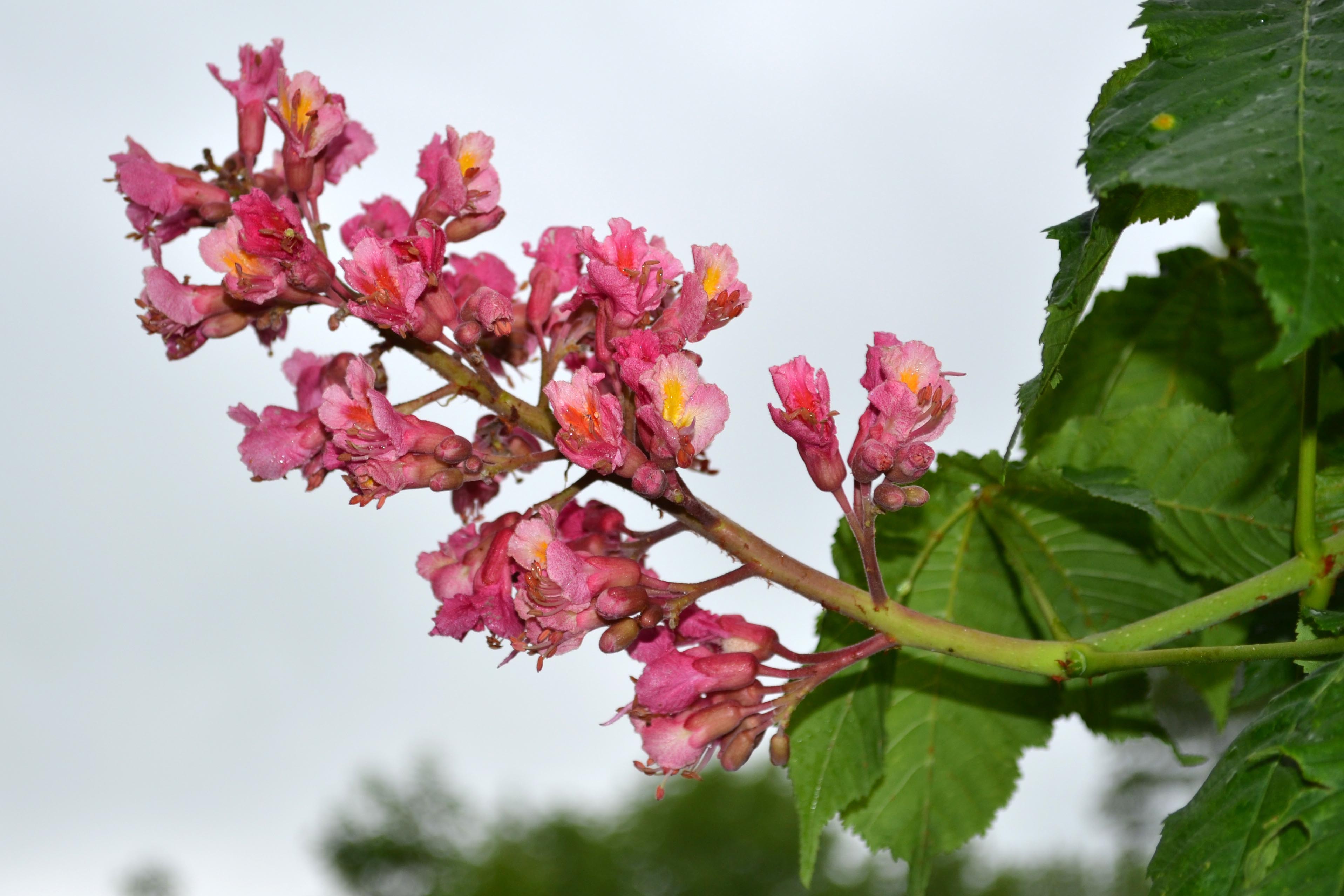 Aesculus × carnea – Purdue Arboretum Explorer