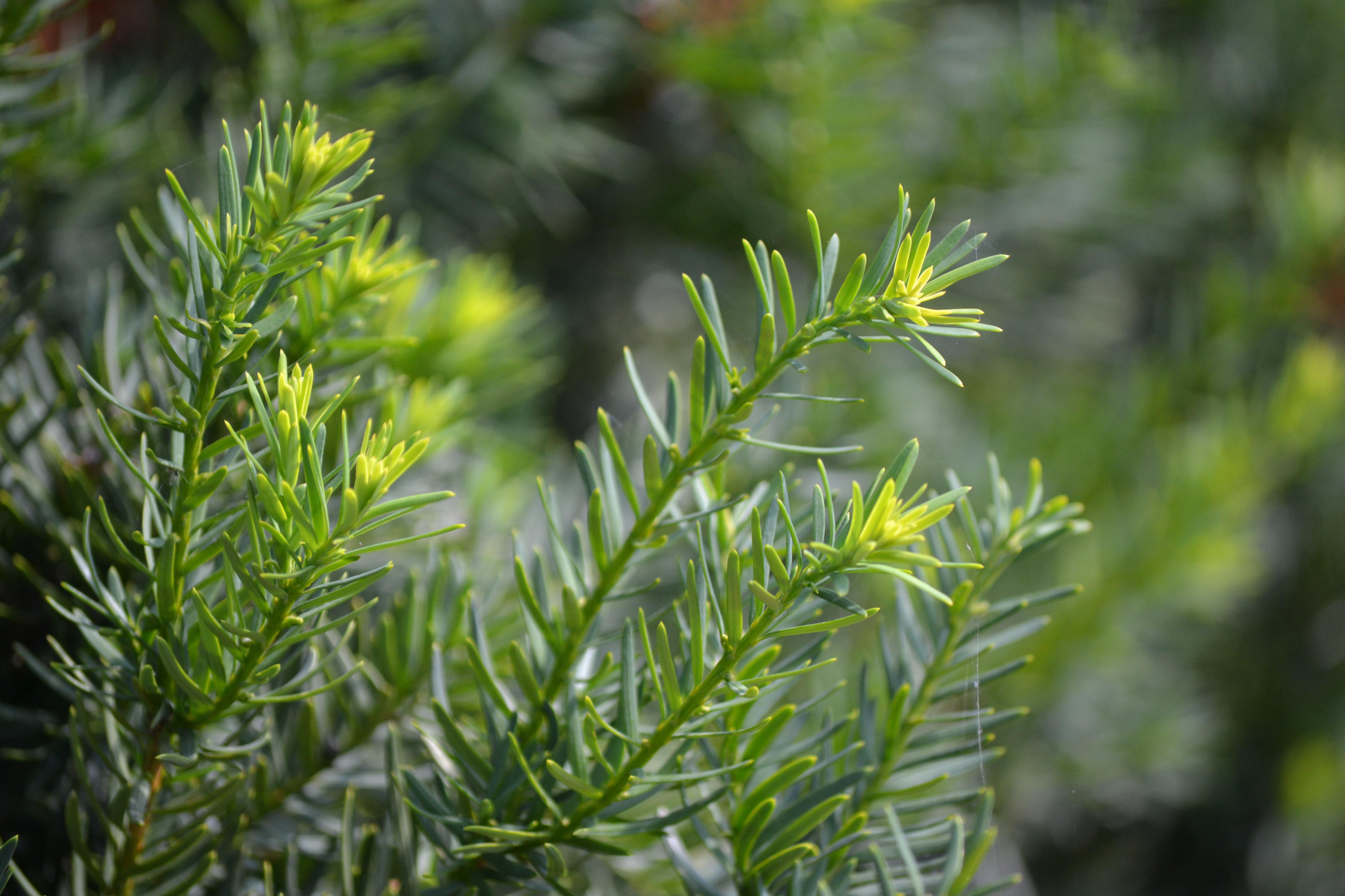Taxus × media ‘Runyan’ – Purdue Arboretum Explorer