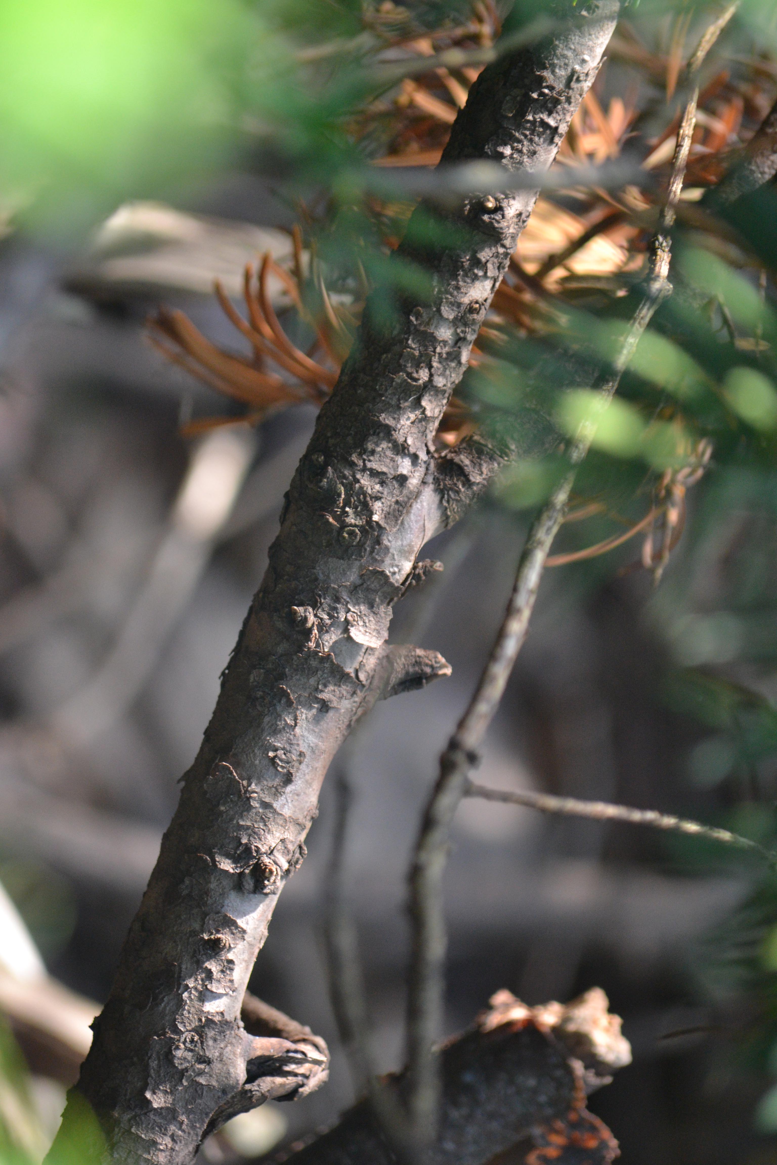 Taxus × media ‘Runyan’ – Purdue Arboretum Explorer