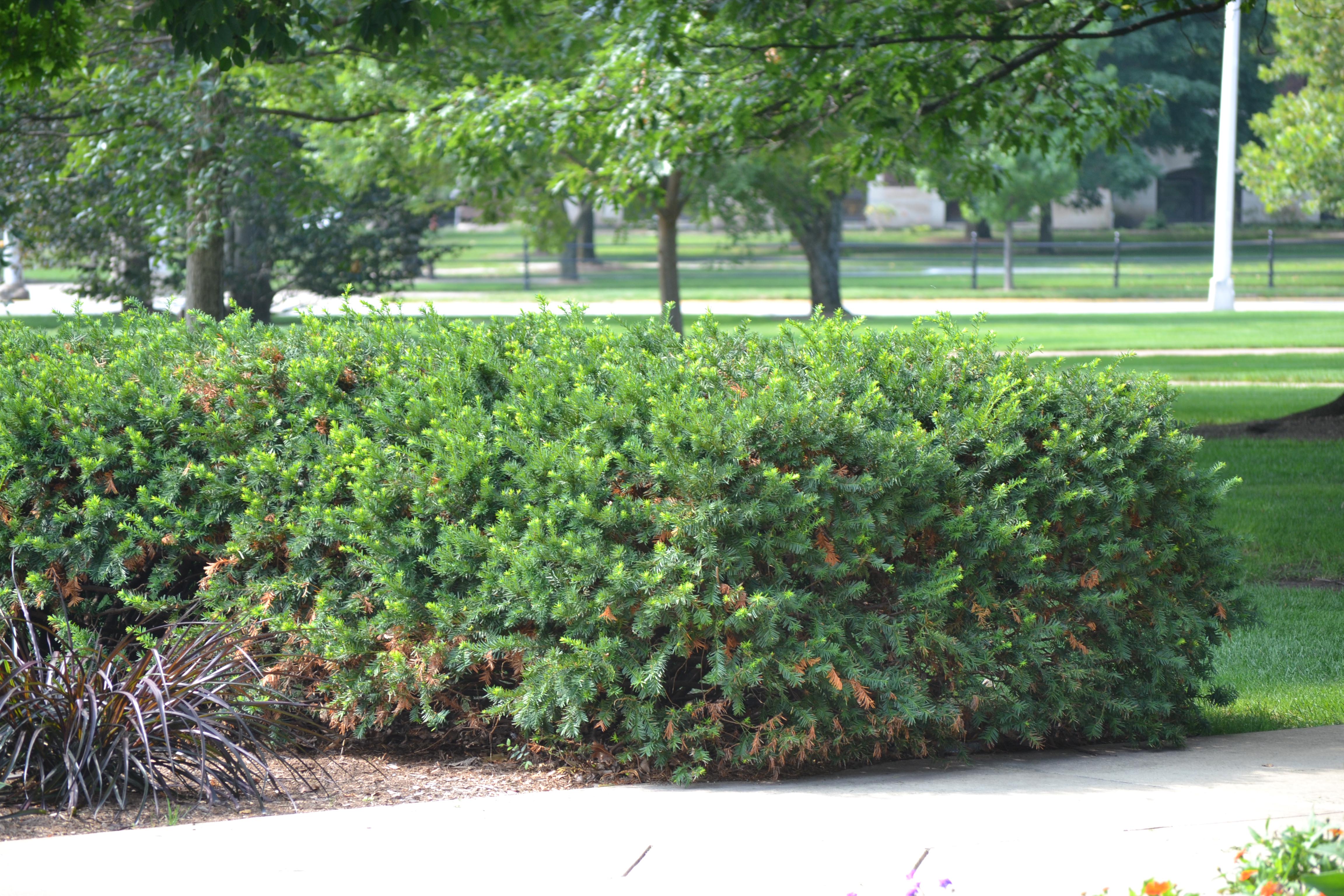 Taxus × media ‘Runyan’ – Purdue Arboretum Explorer