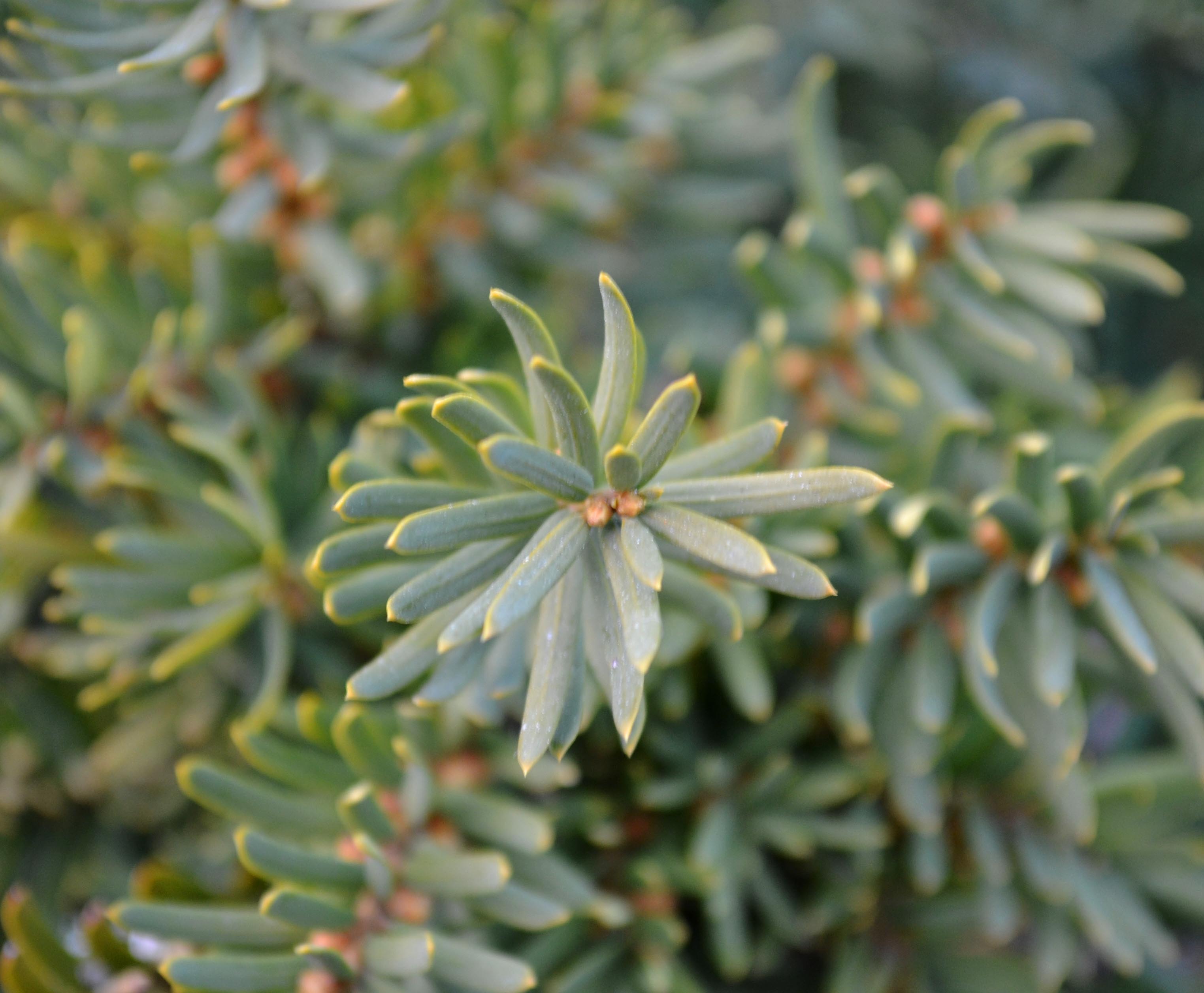 Taxus × media ‘Sebian’ – Purdue Arboretum Explorer