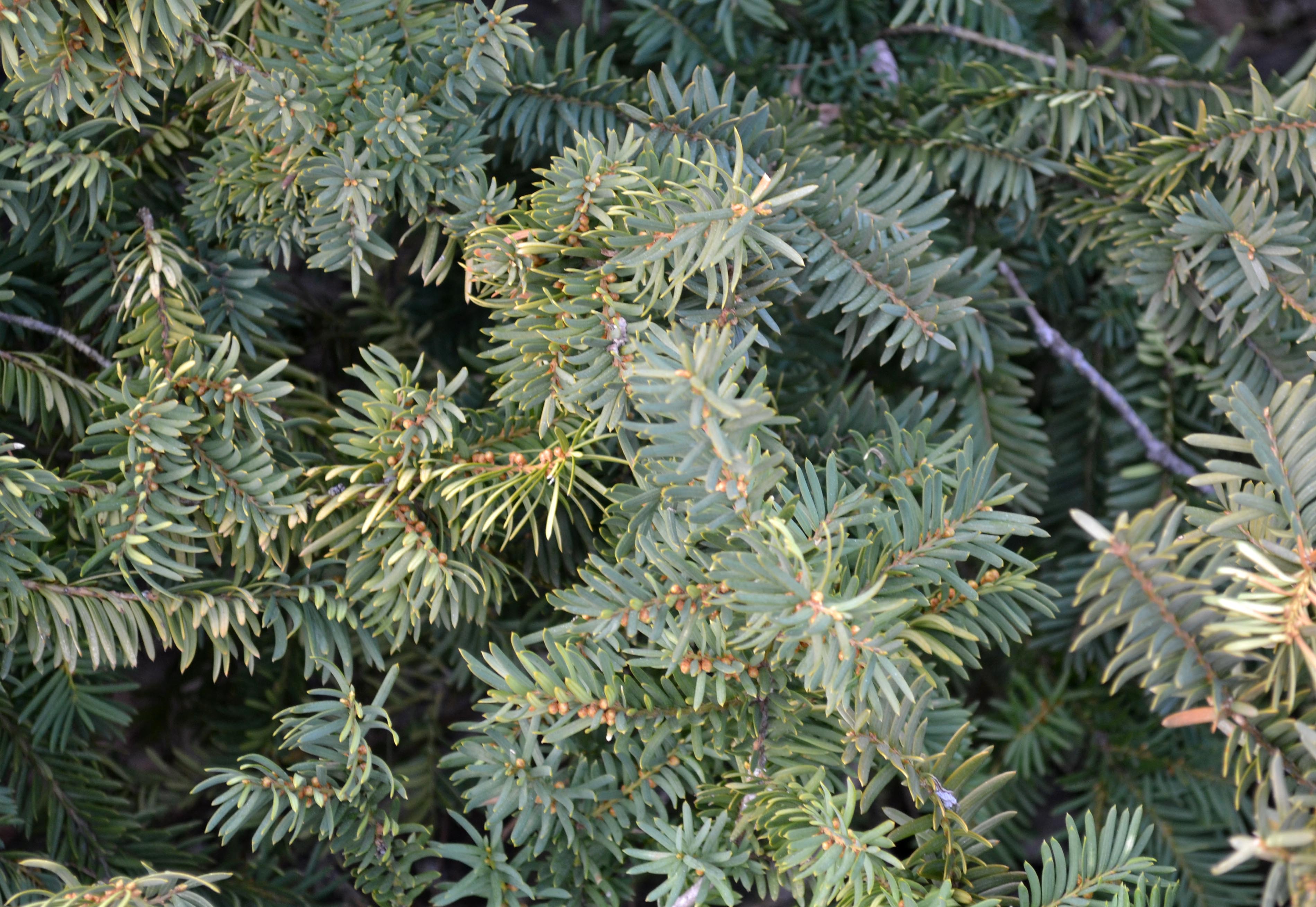 Taxus × media ‘Sebian’ – Purdue Arboretum Explorer