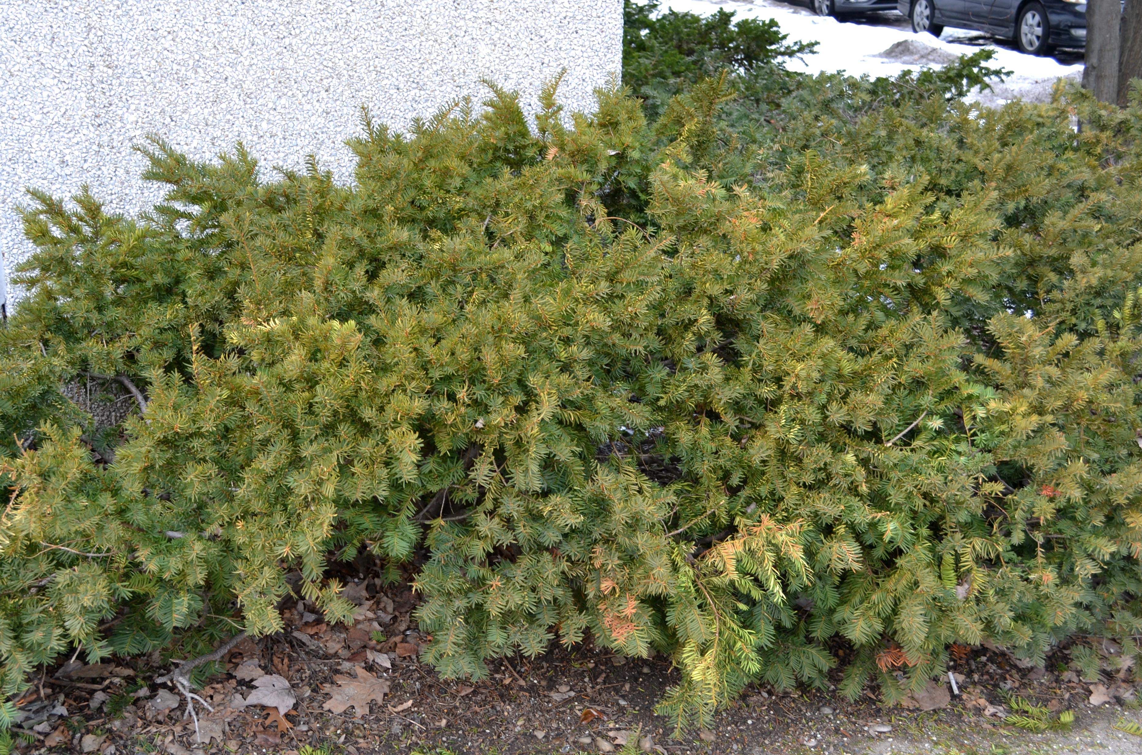 Taxus × media ‘Sebian’ – Purdue Arboretum Explorer