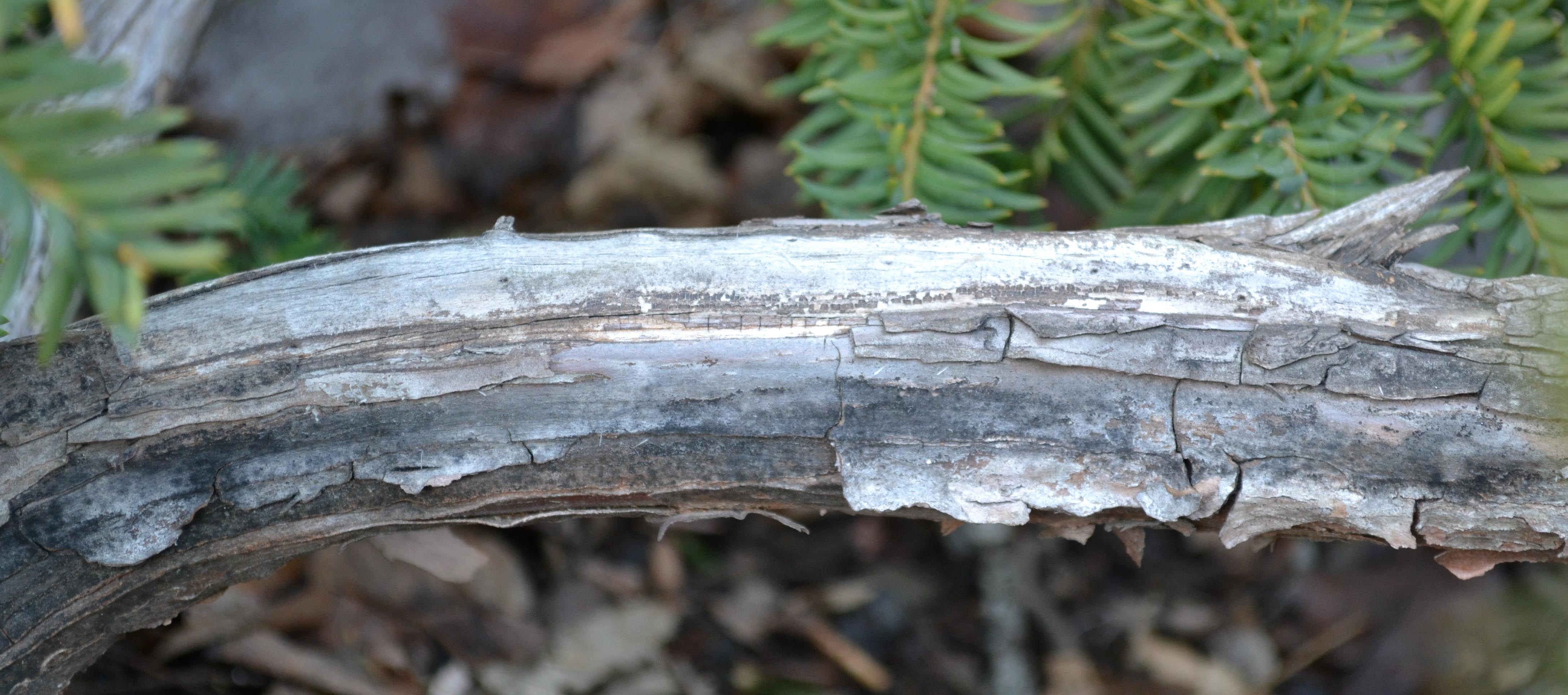 Taxus × media ‘Sebian’ – Purdue Arboretum Explorer