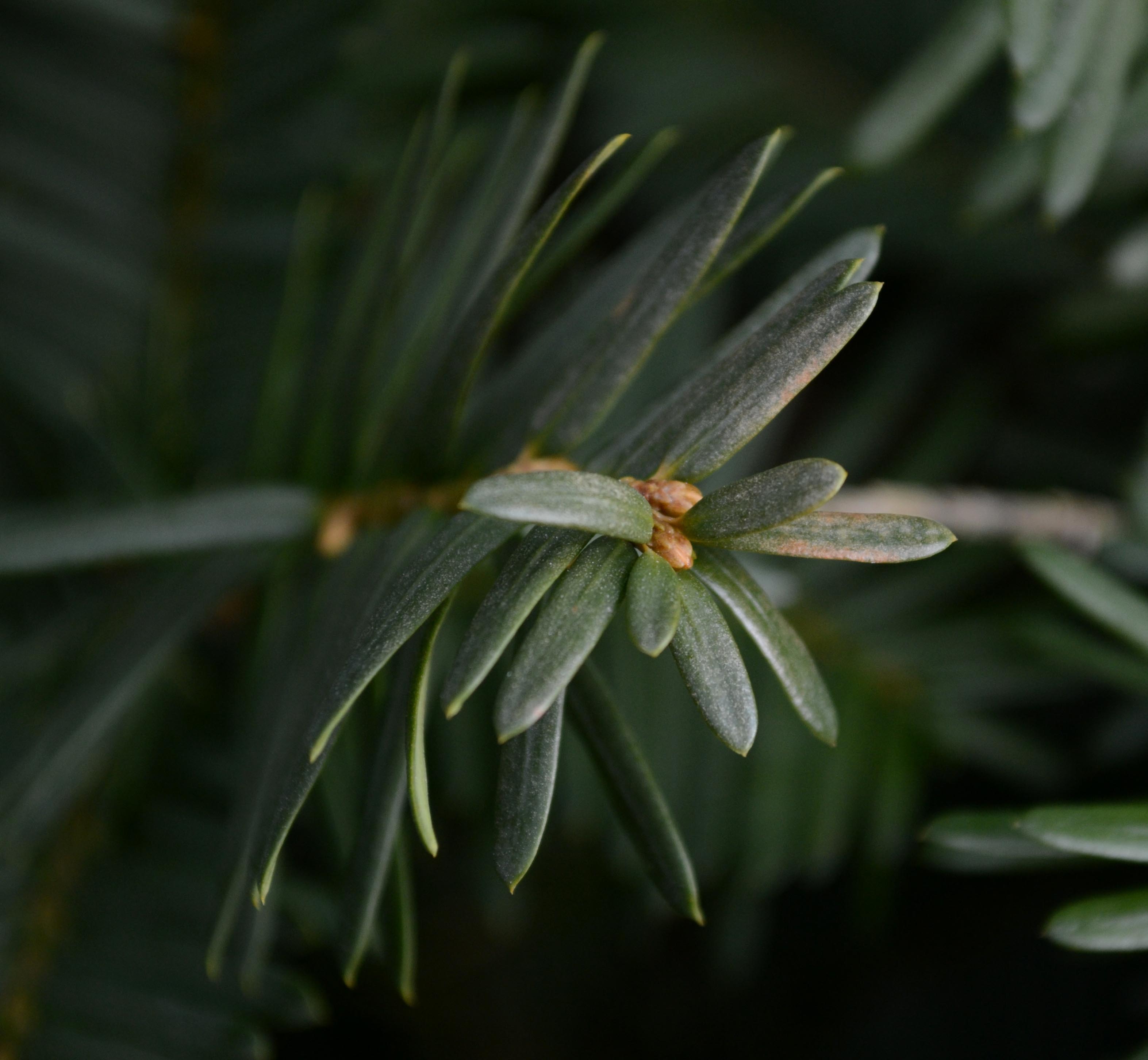 Taxus × media ‘Wardii’ – Purdue Arboretum Explorer