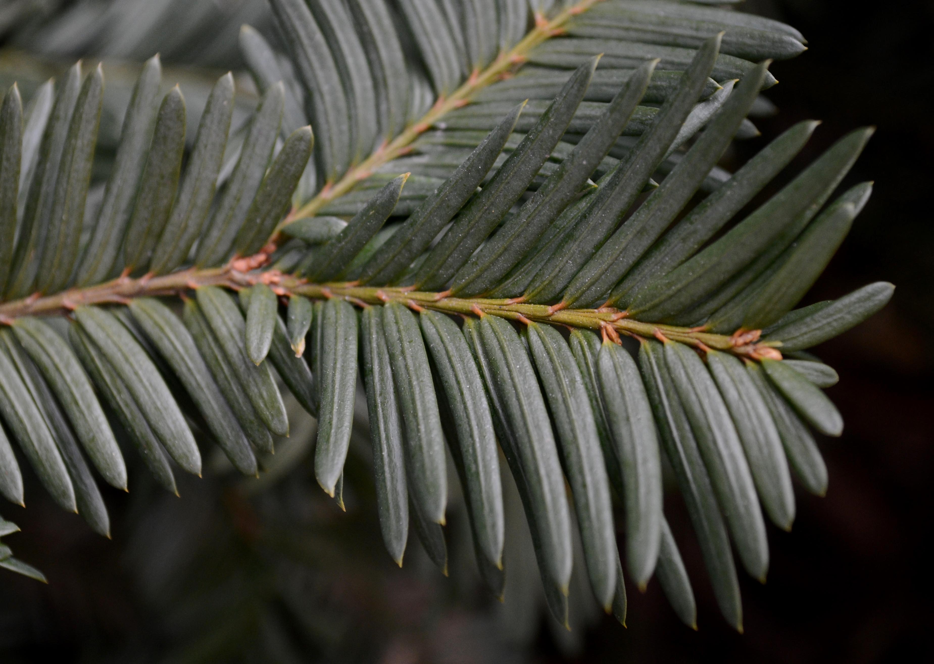 Taxus × media ‘Wardii’ – Purdue Arboretum Explorer