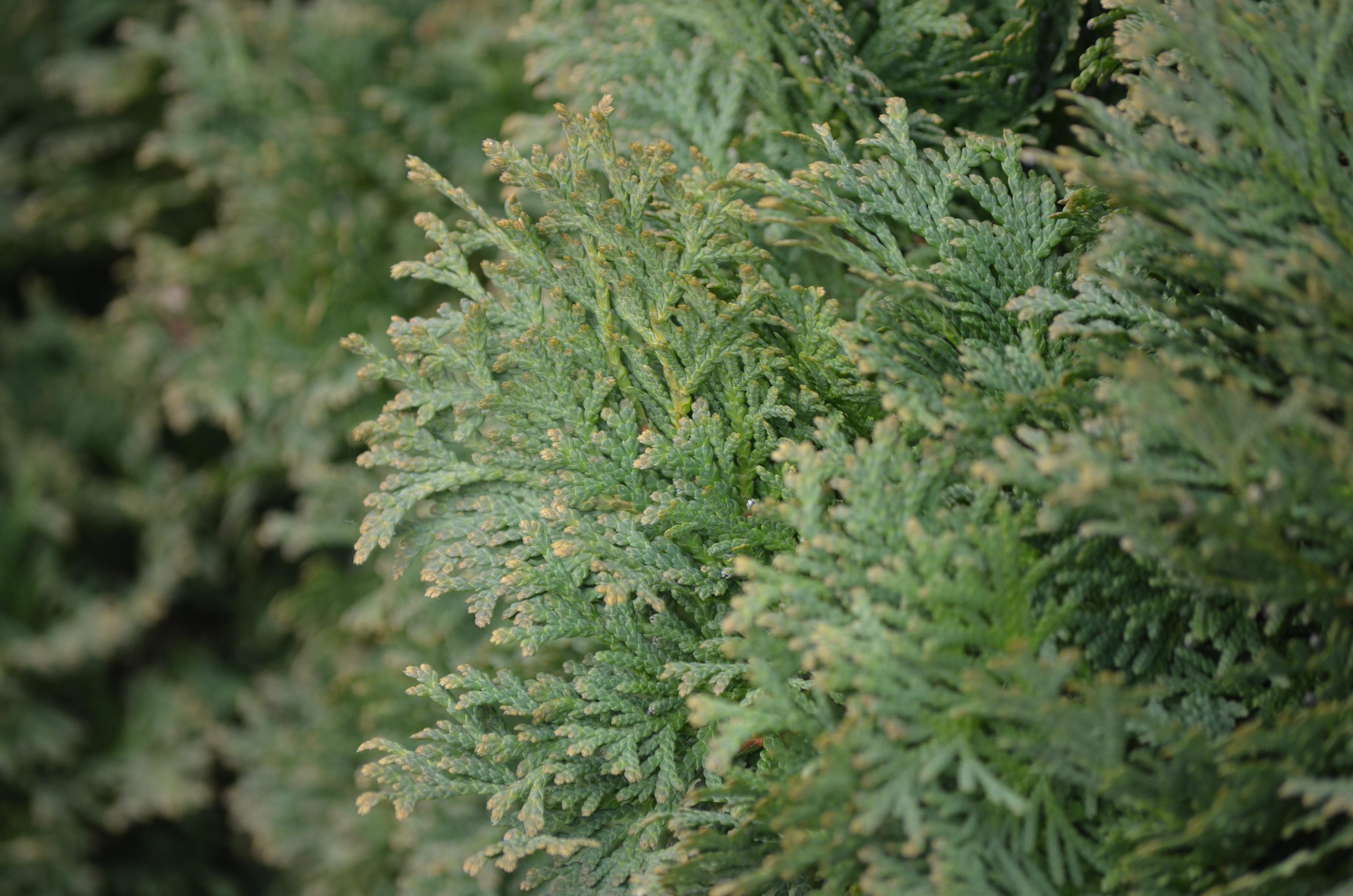 Thuja occidentalis – Purdue Arboretum Explorer