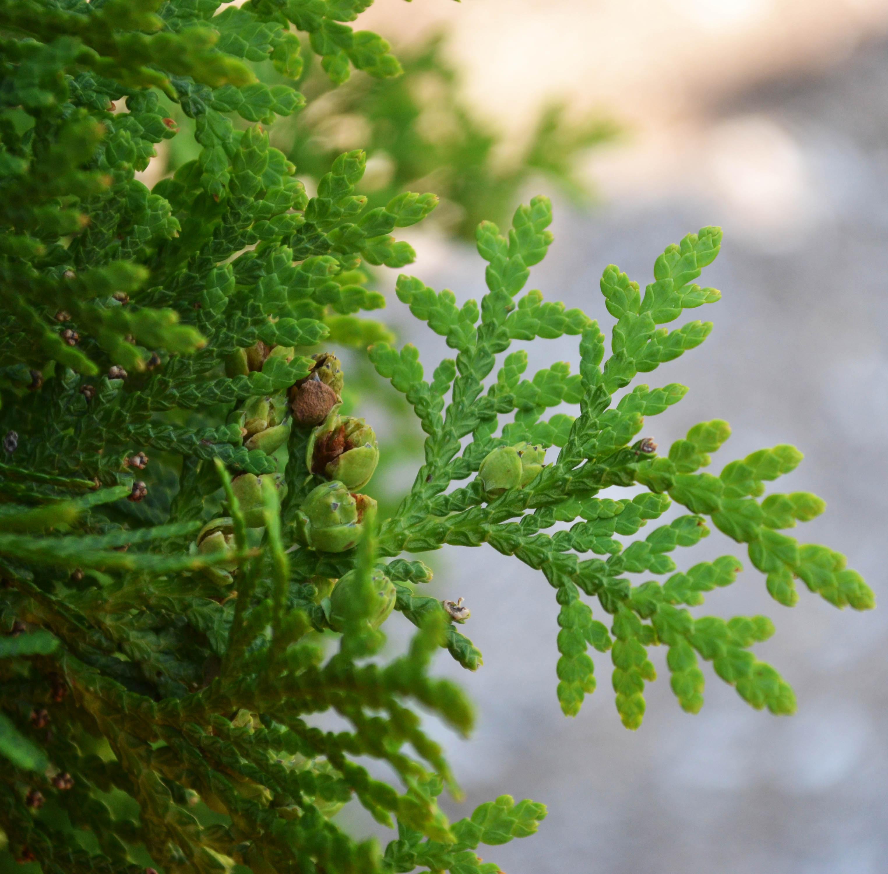 Thuja occidentalis – Purdue Arboretum Explorer